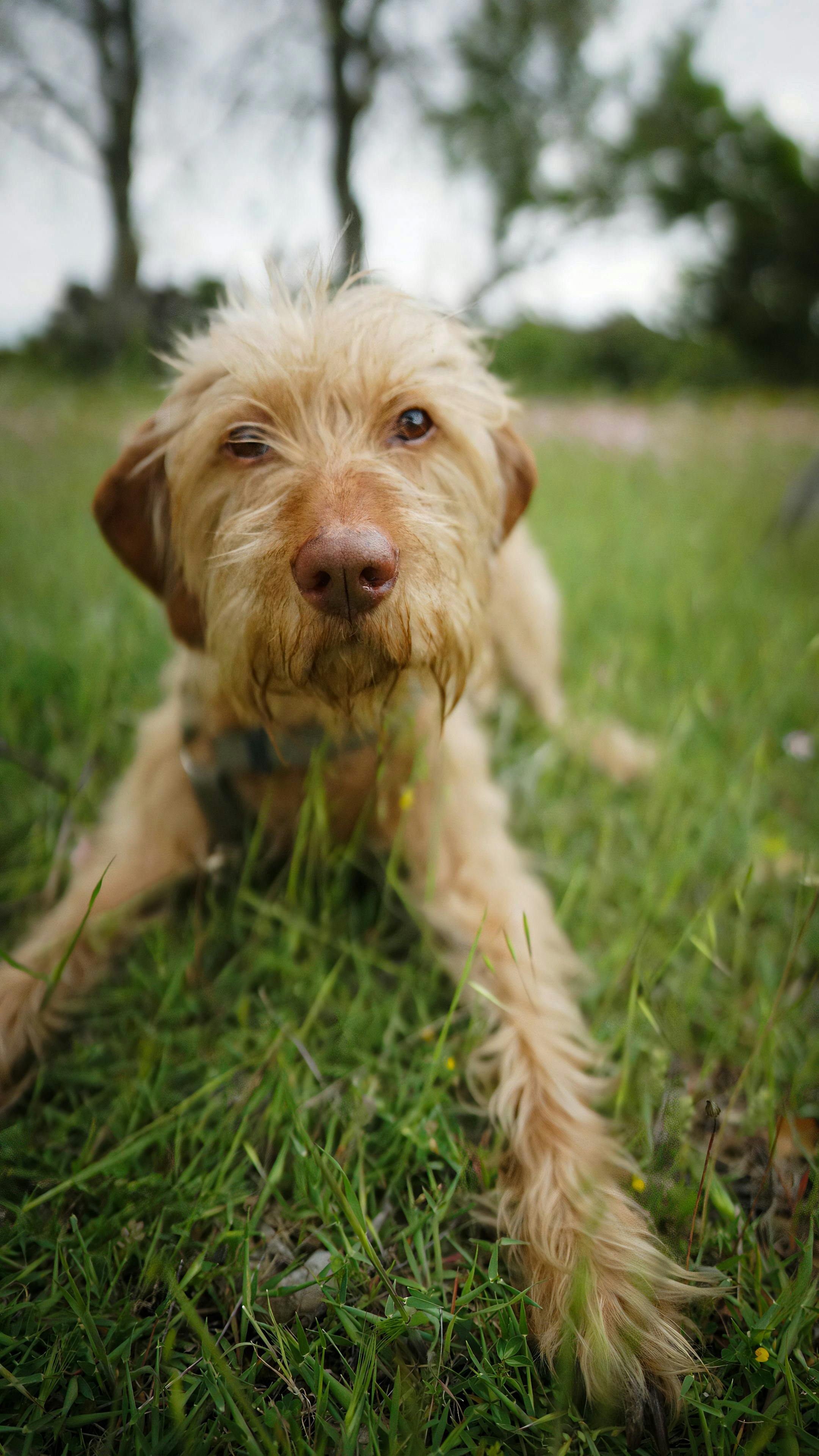 Express Dog's Glands Photos, Download The BEST Free Express Dog's ...