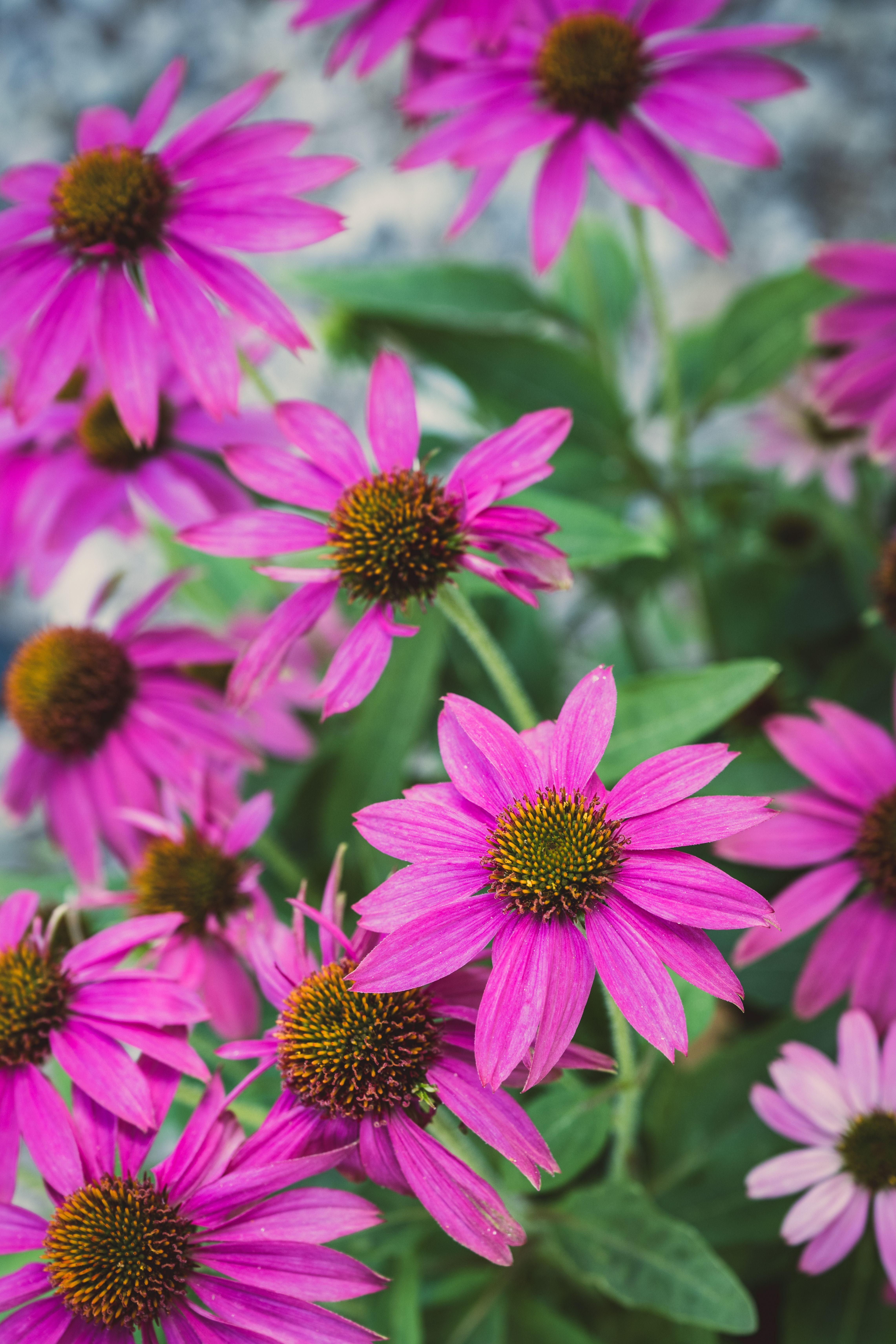Close-up of Coneflowers Growing in a Garden · Free Stock Photo