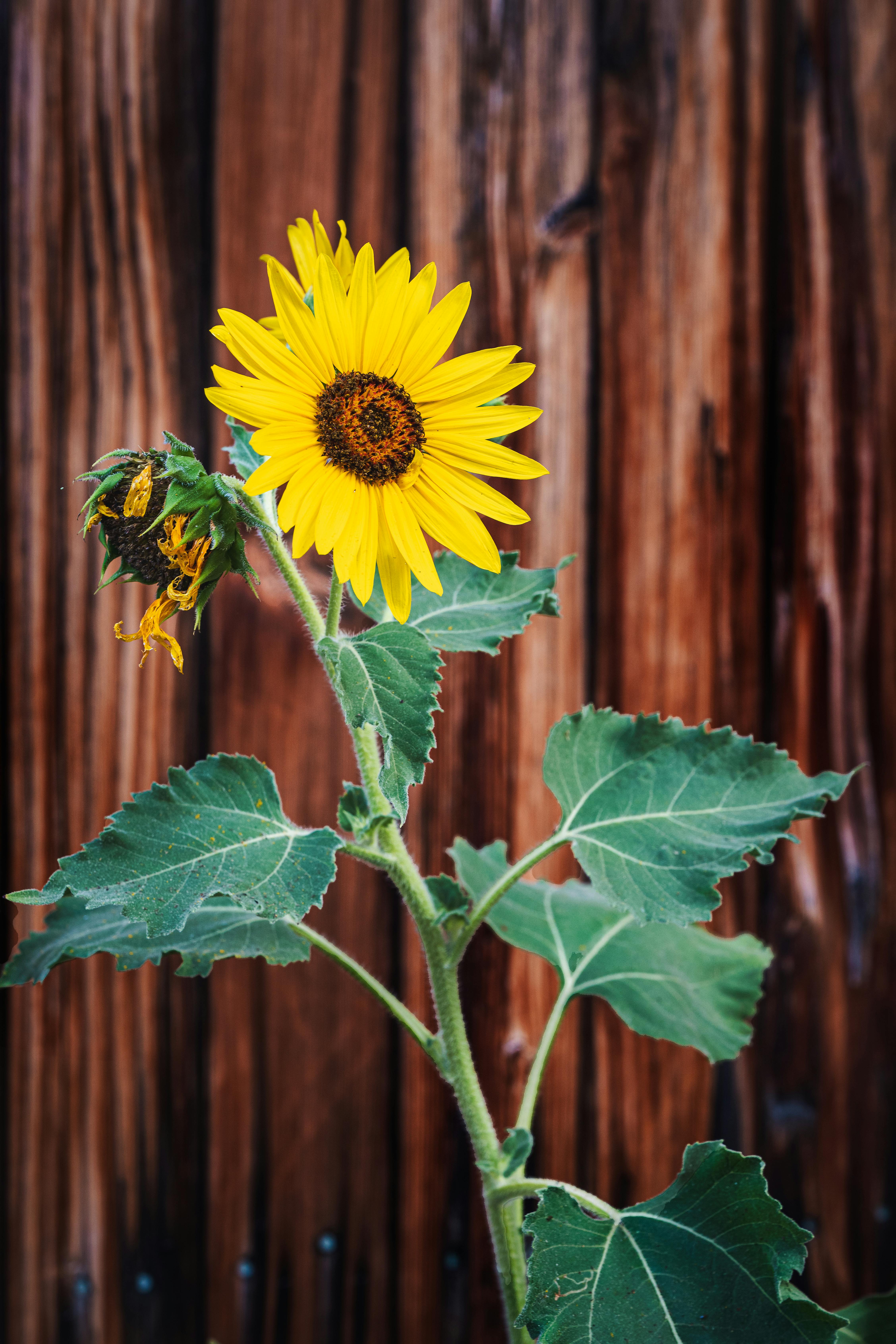 Stem พังก์ Photos, Download The BEST Free Stem พังก์ Stock Photos & HD ...