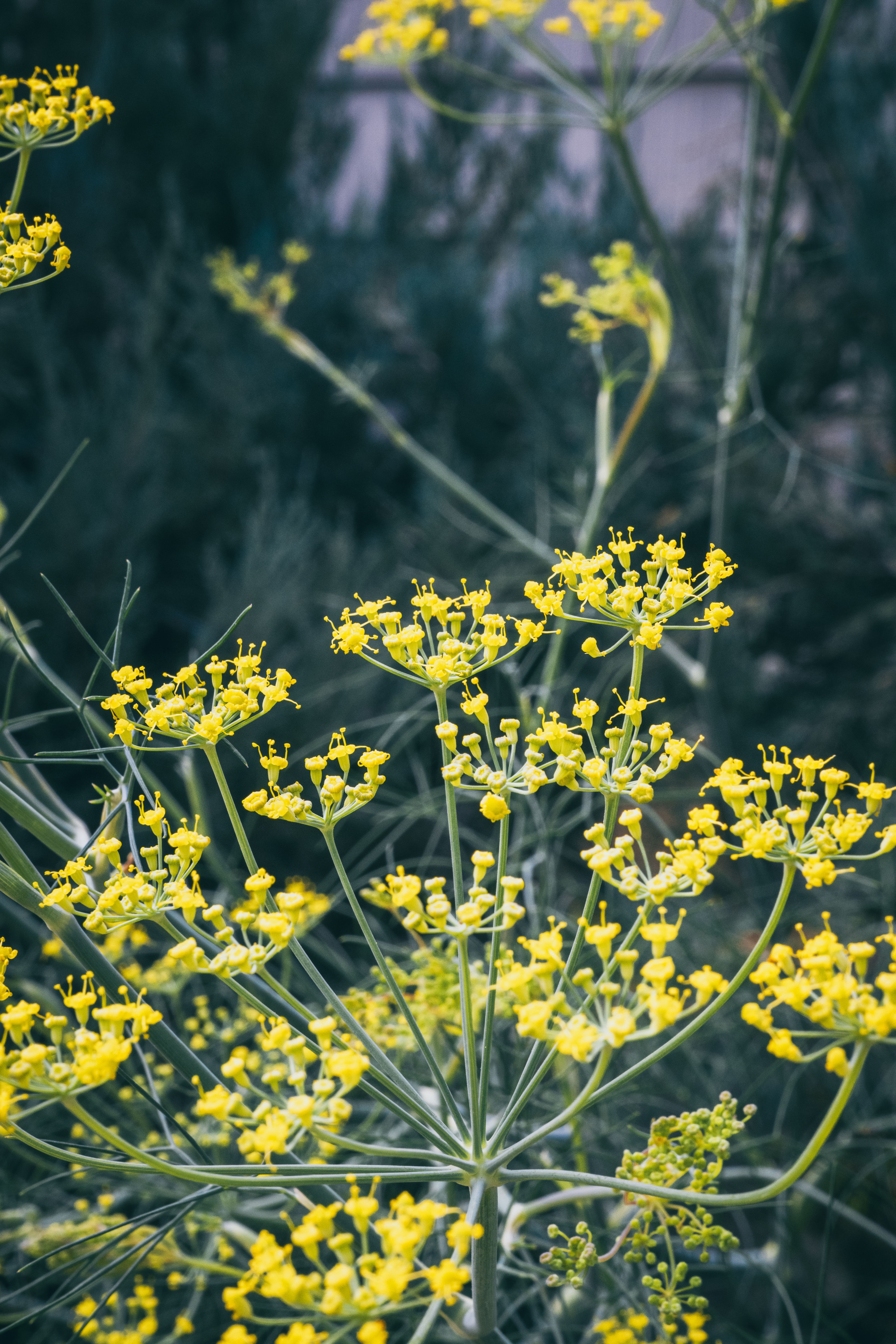 Vibrant Yellow Fennel Flowers in Boise Garden · Free Stock Photo