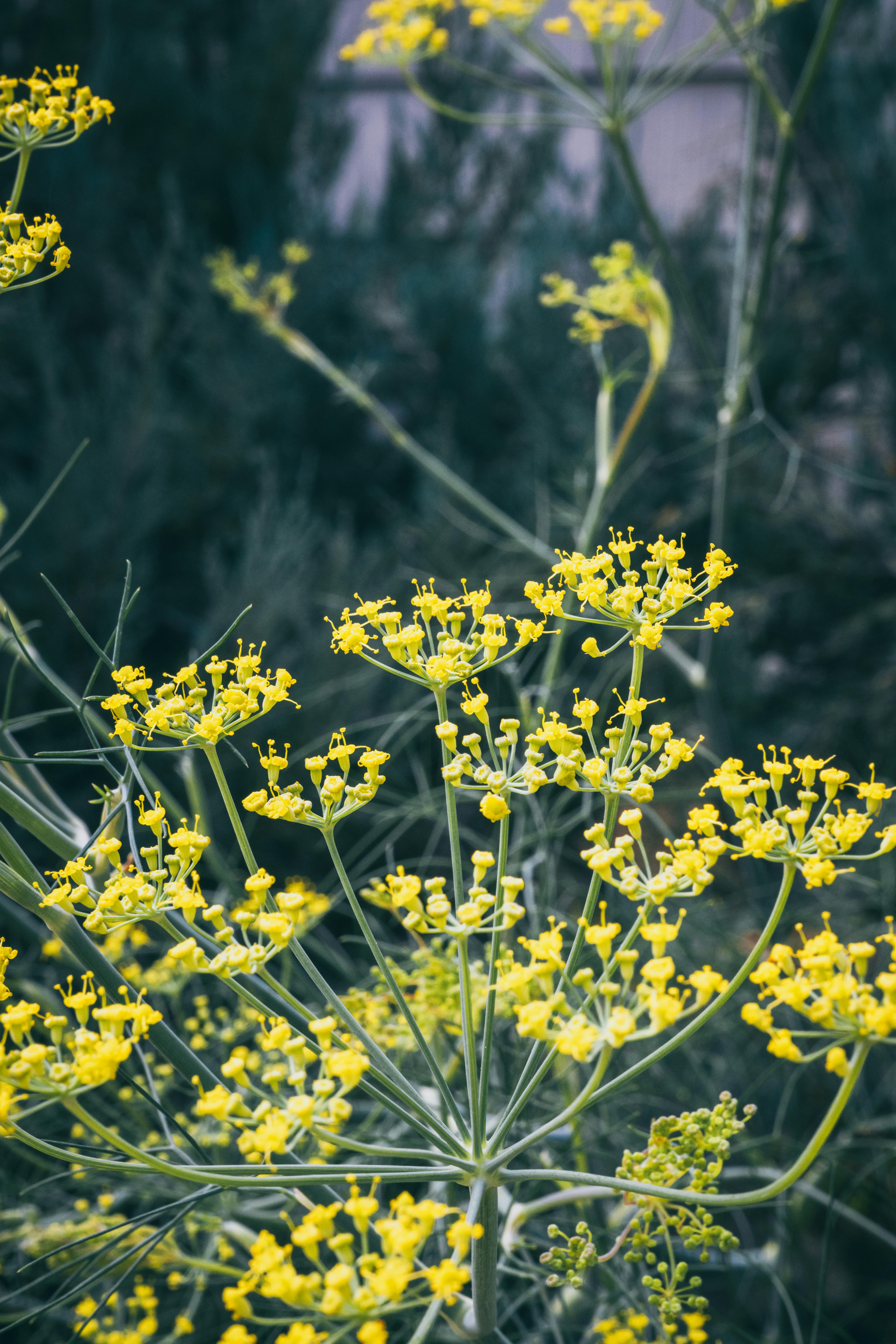 Flowering Fennel Plant Photos, Download The BEST Free Flowering Fennel ...