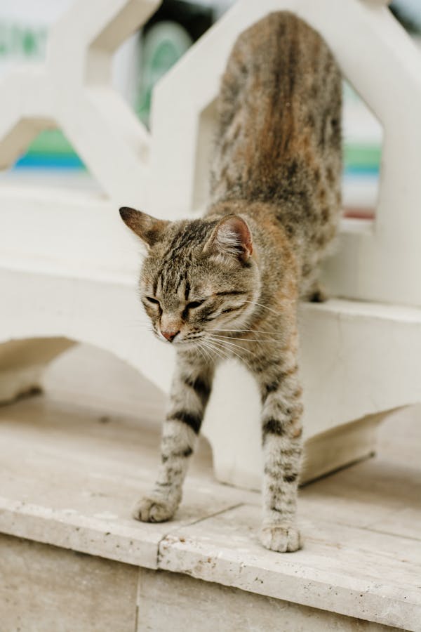 Freaky Cat Photos, Download The BEST Free Freaky Cat Stock Photos & HD ...