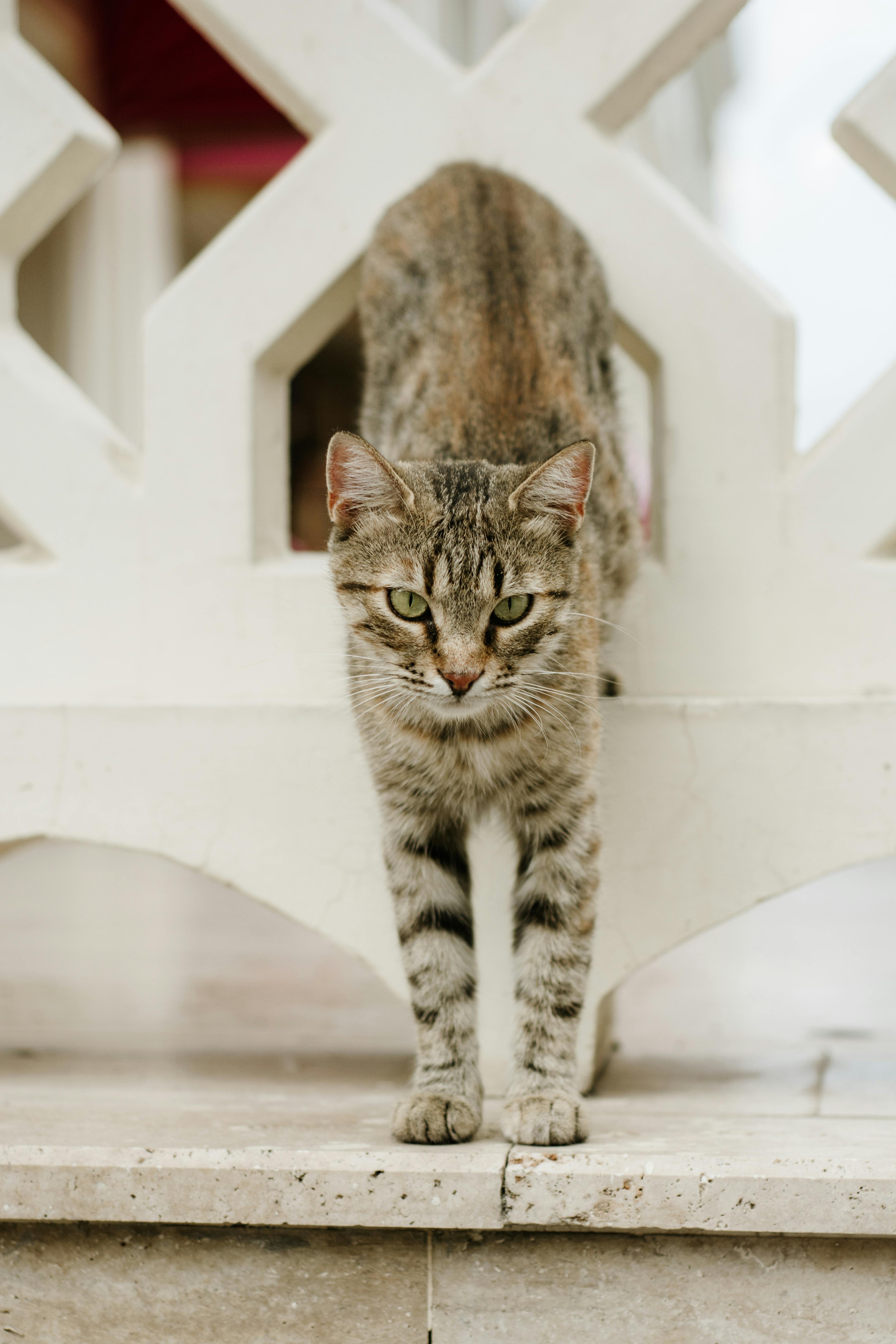 A Cat Stretching And Arching Its Back Photos, Download The BEST Free A ...