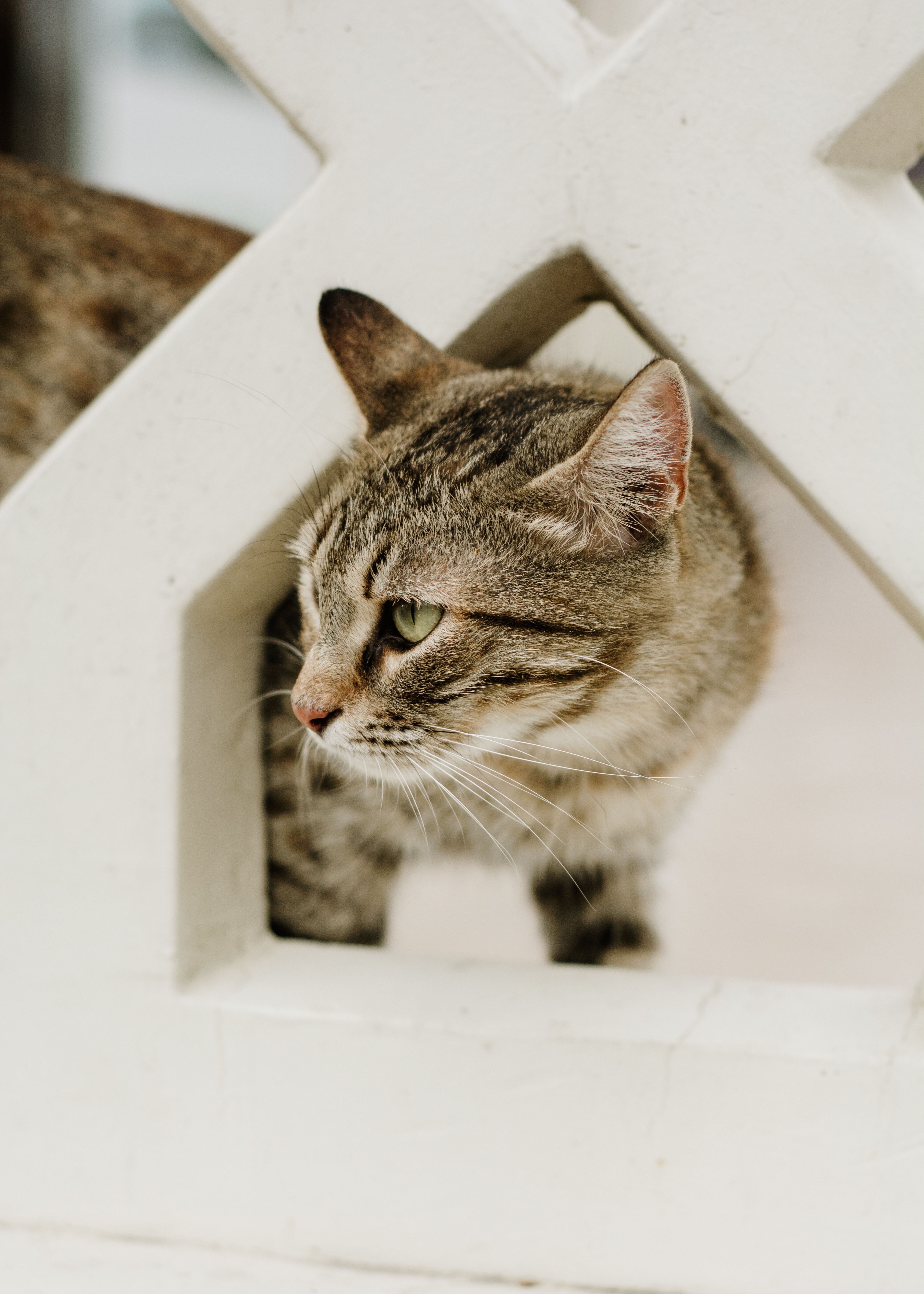 Tabby Cat Looking Through a Decorative Wall · Free Stock Photo