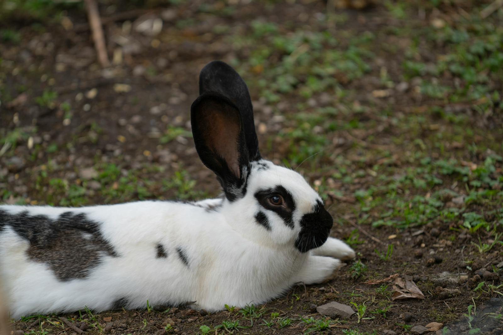Black And White Rabbits Photos, Download The BEST Free Black And White ...