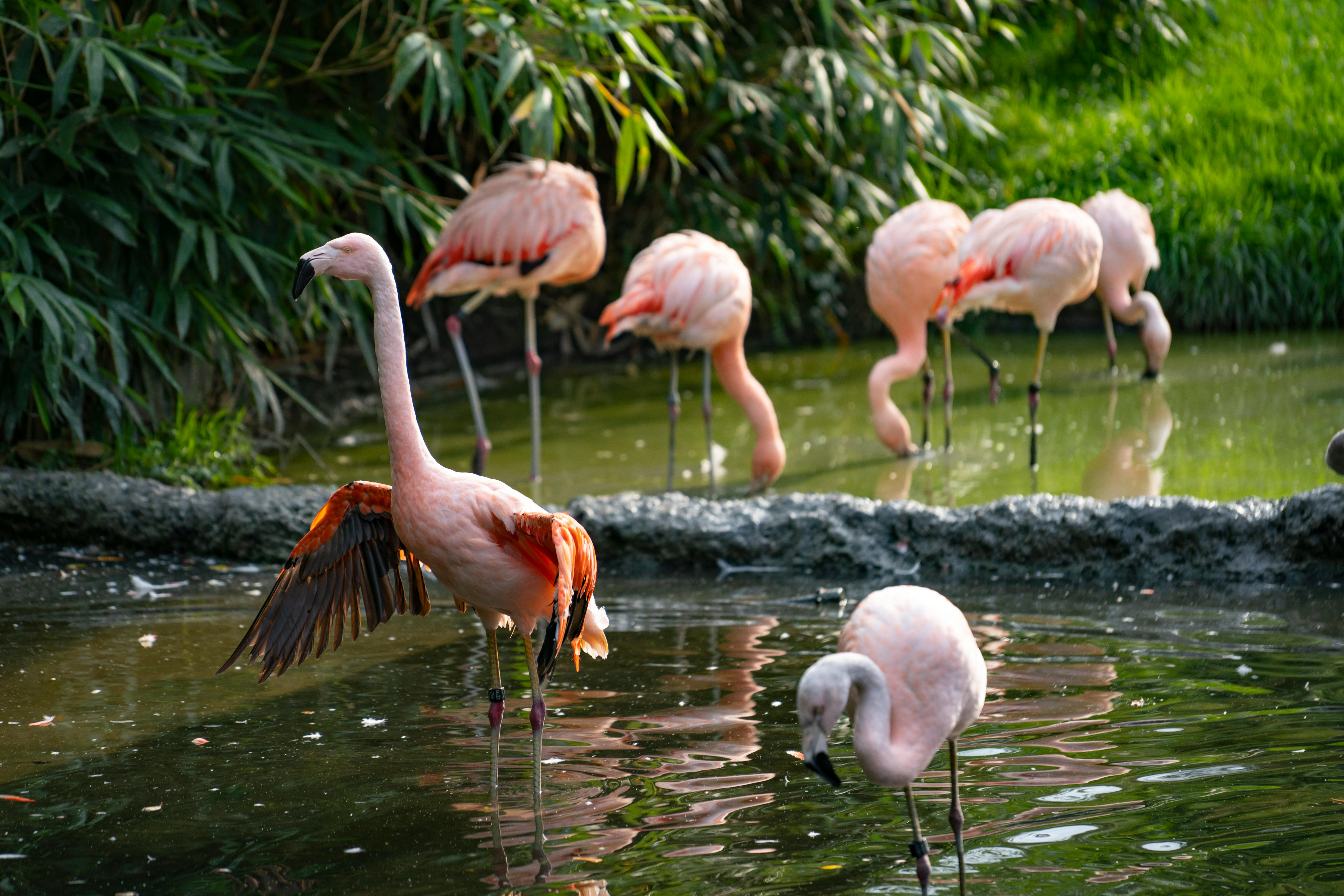Vibrant Flamingos in a Lush Natural Habitat · Free Stock Photo