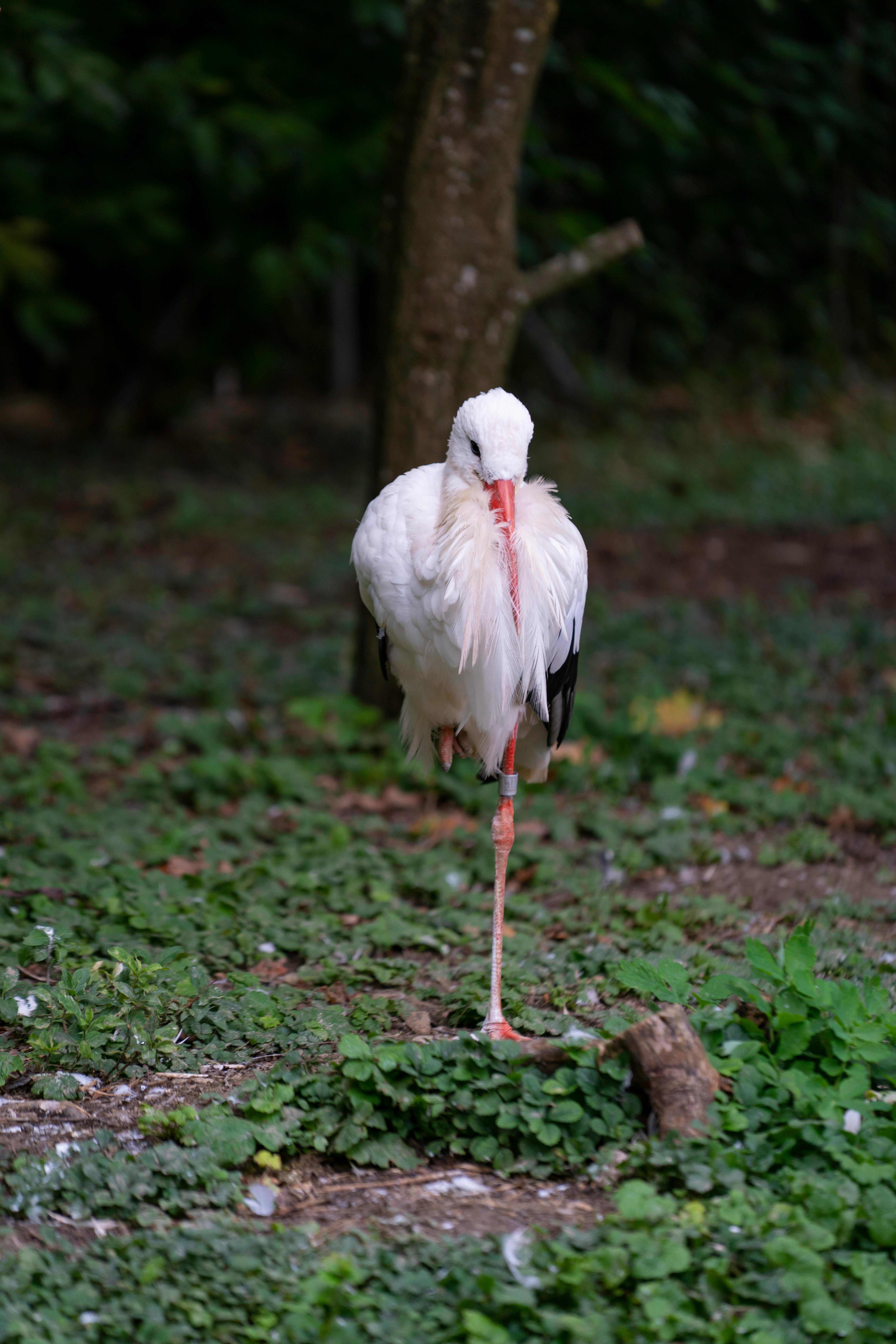 Majestic Stork Standing in Natural Habitat · Free Stock Photo