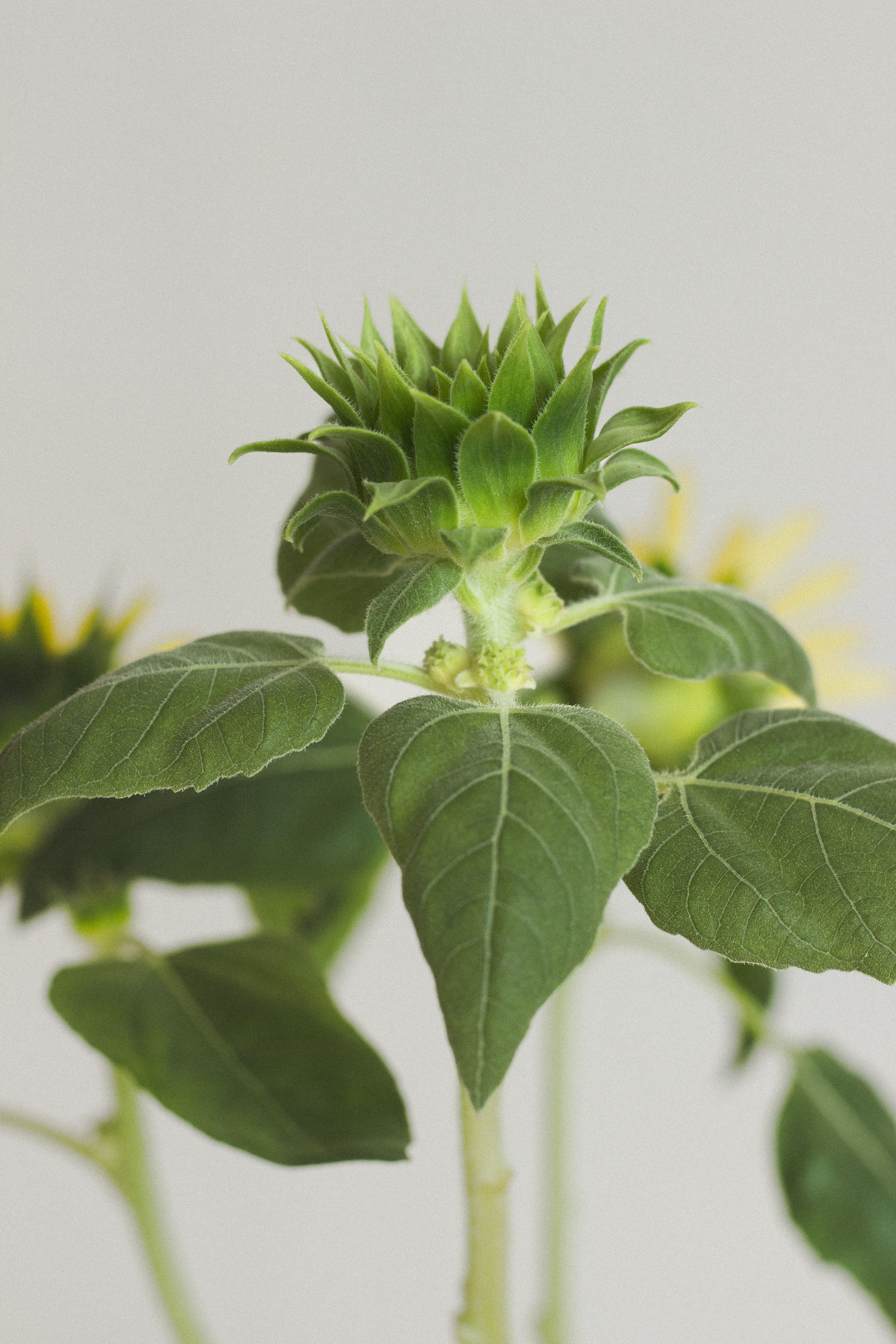 Close-up of a Budding Sunflower Plant · Free Stock Photo