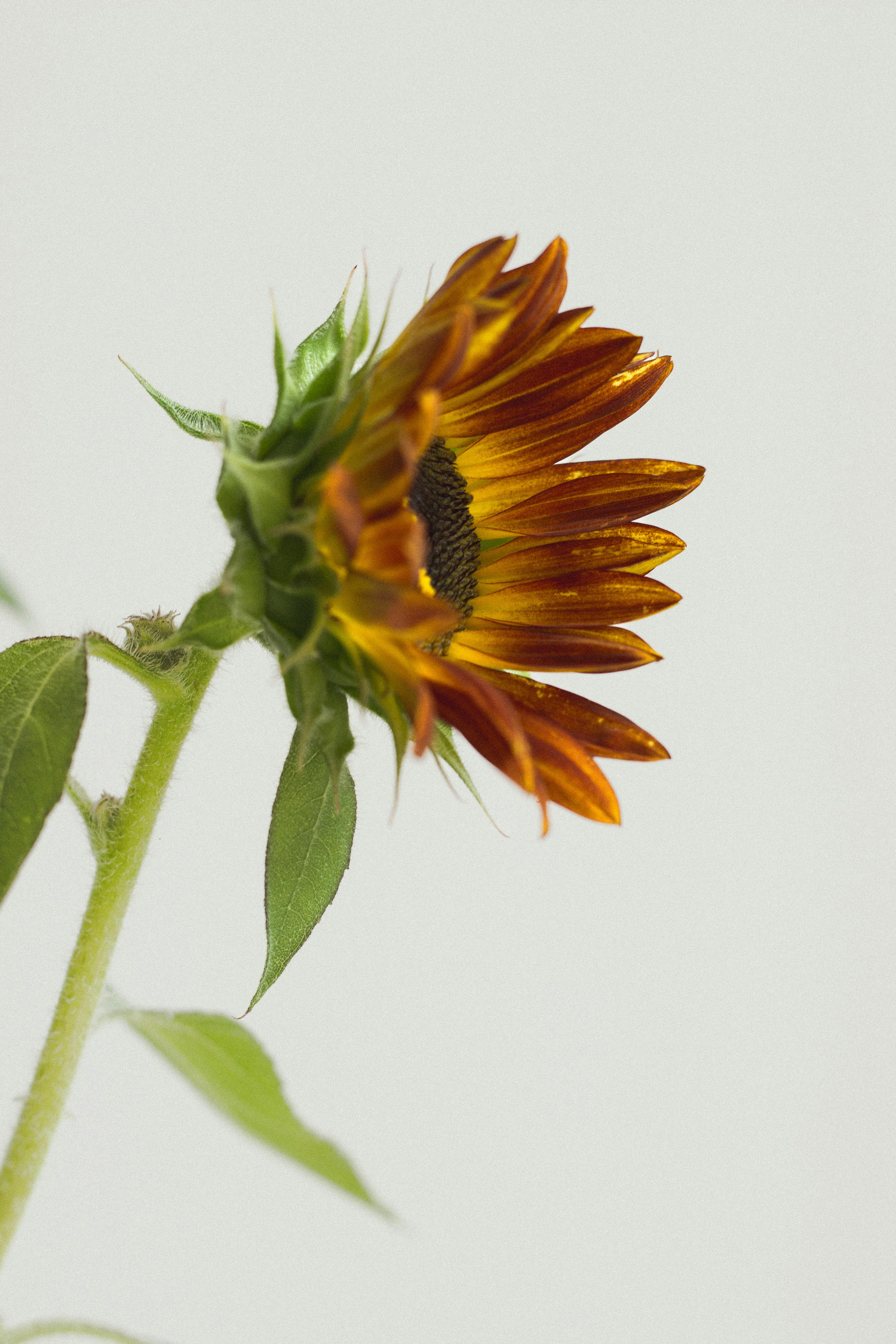 Sunflower Lot · Free Stock Photo