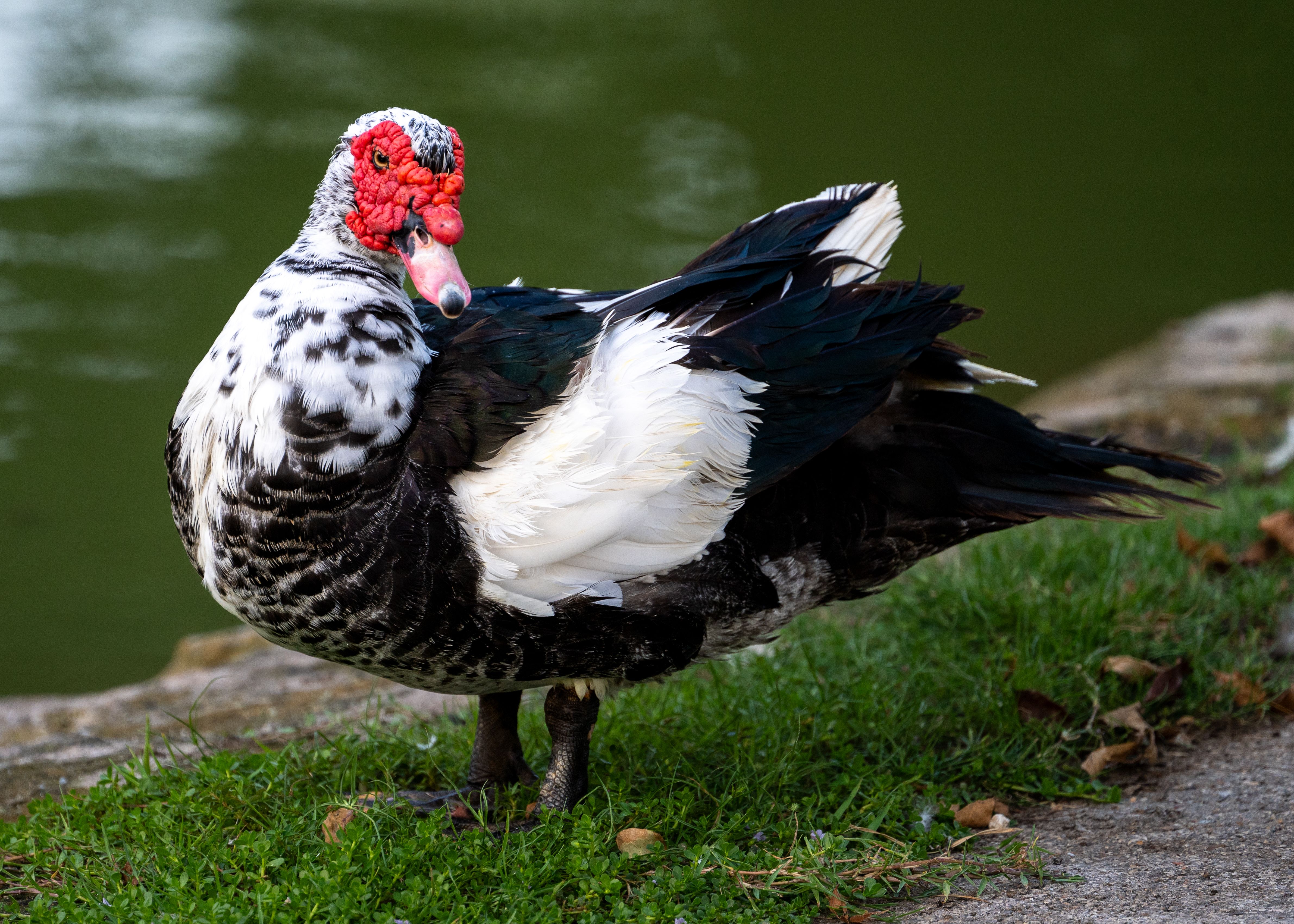 Muscovy Duck by Pond in Houston, Texas · Free Stock Photo