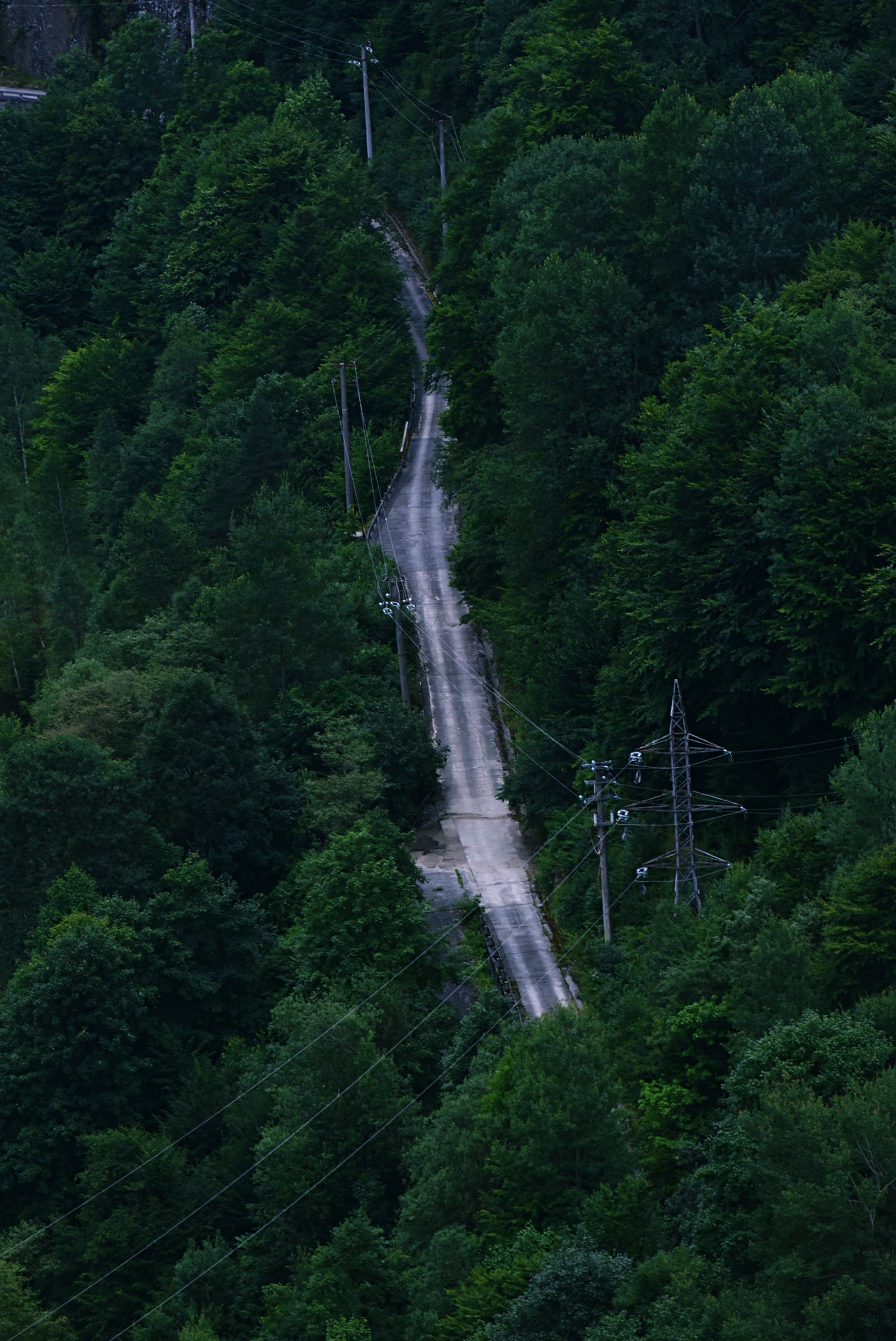 High Angle Shot of Green Trees · Free Stock Photo