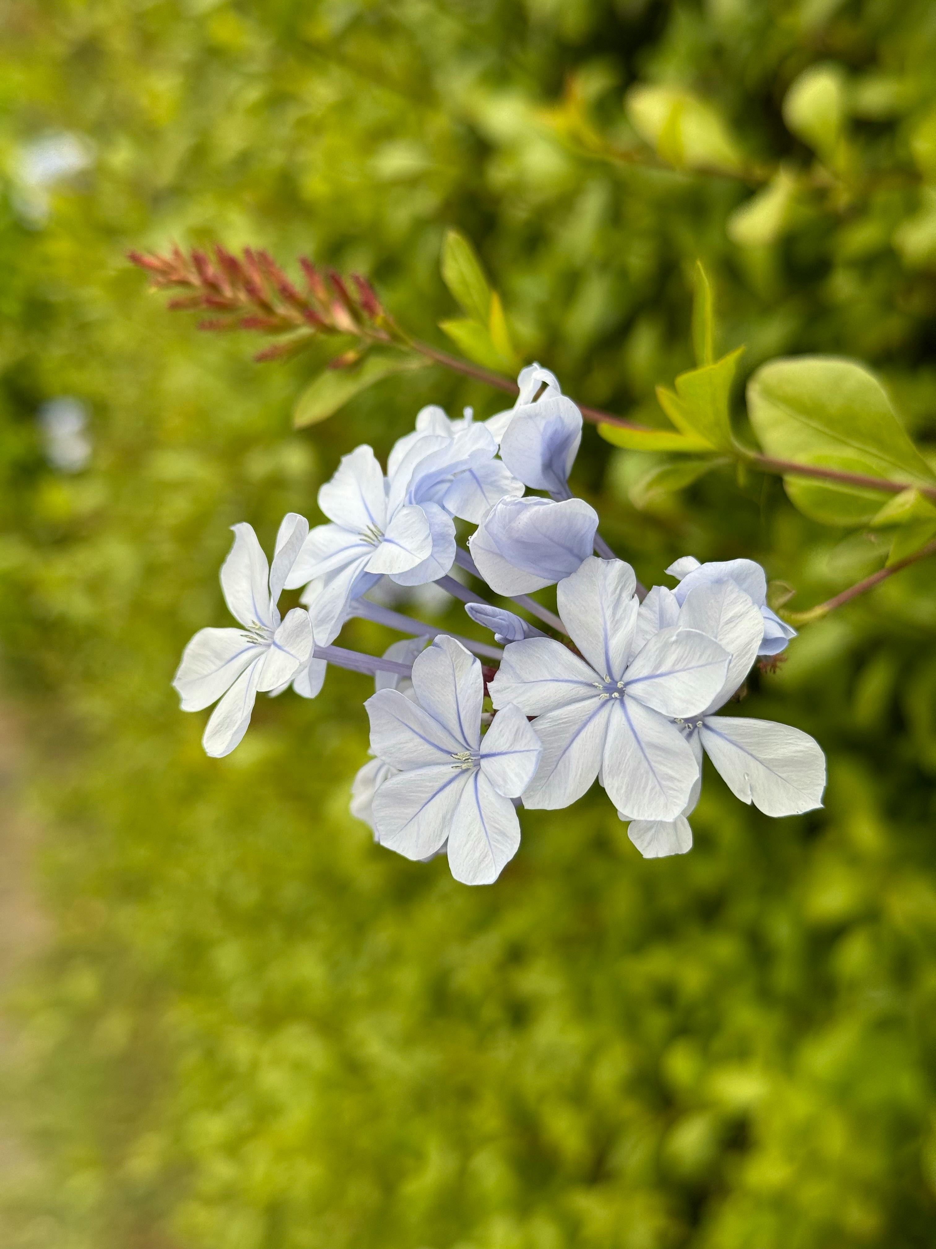 Selective Focus Photo of Blue Periwinkle Flower · Free Stock Photo