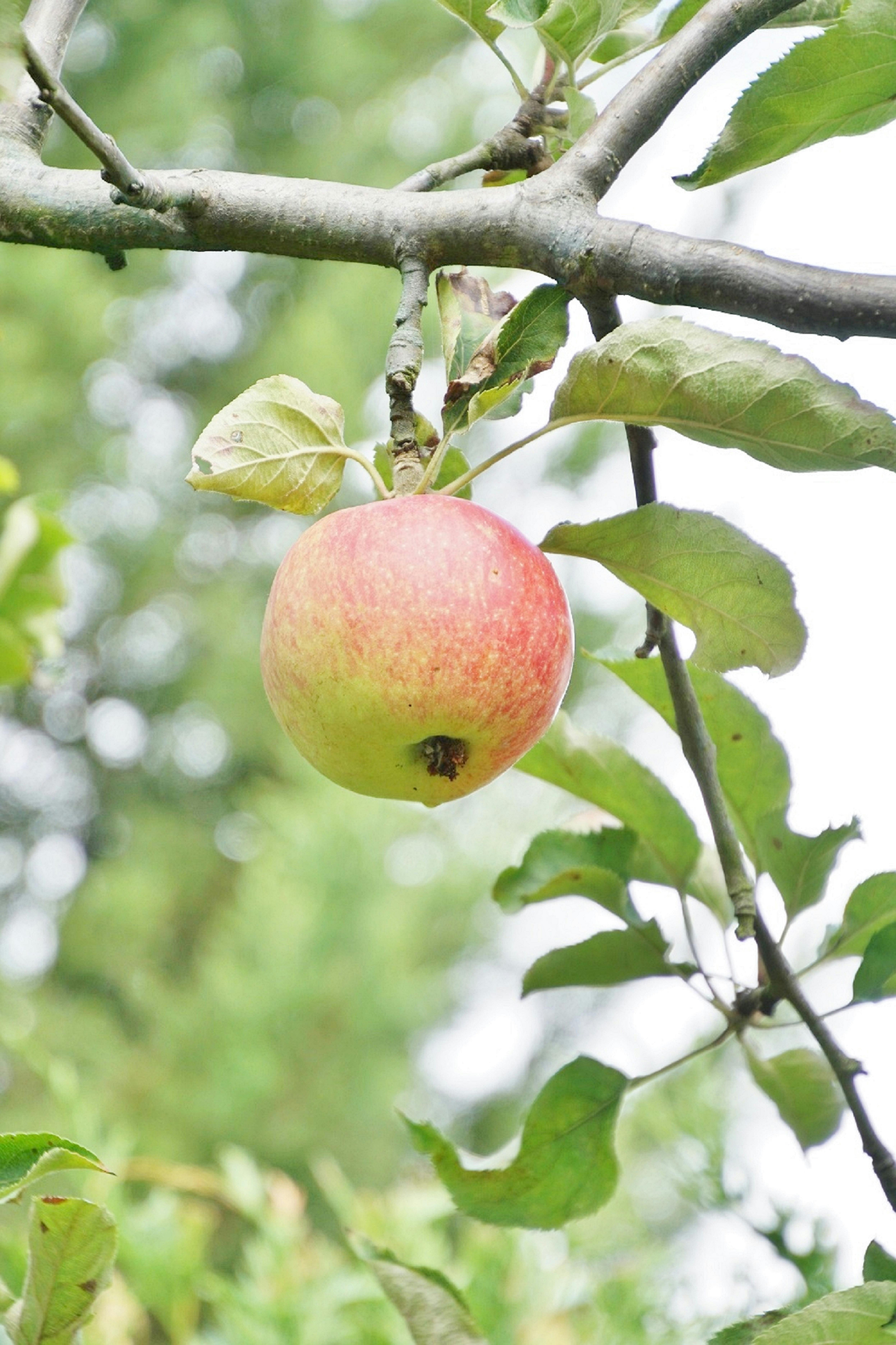 Close-up Photography of Apple Tree · Free Stock Photo