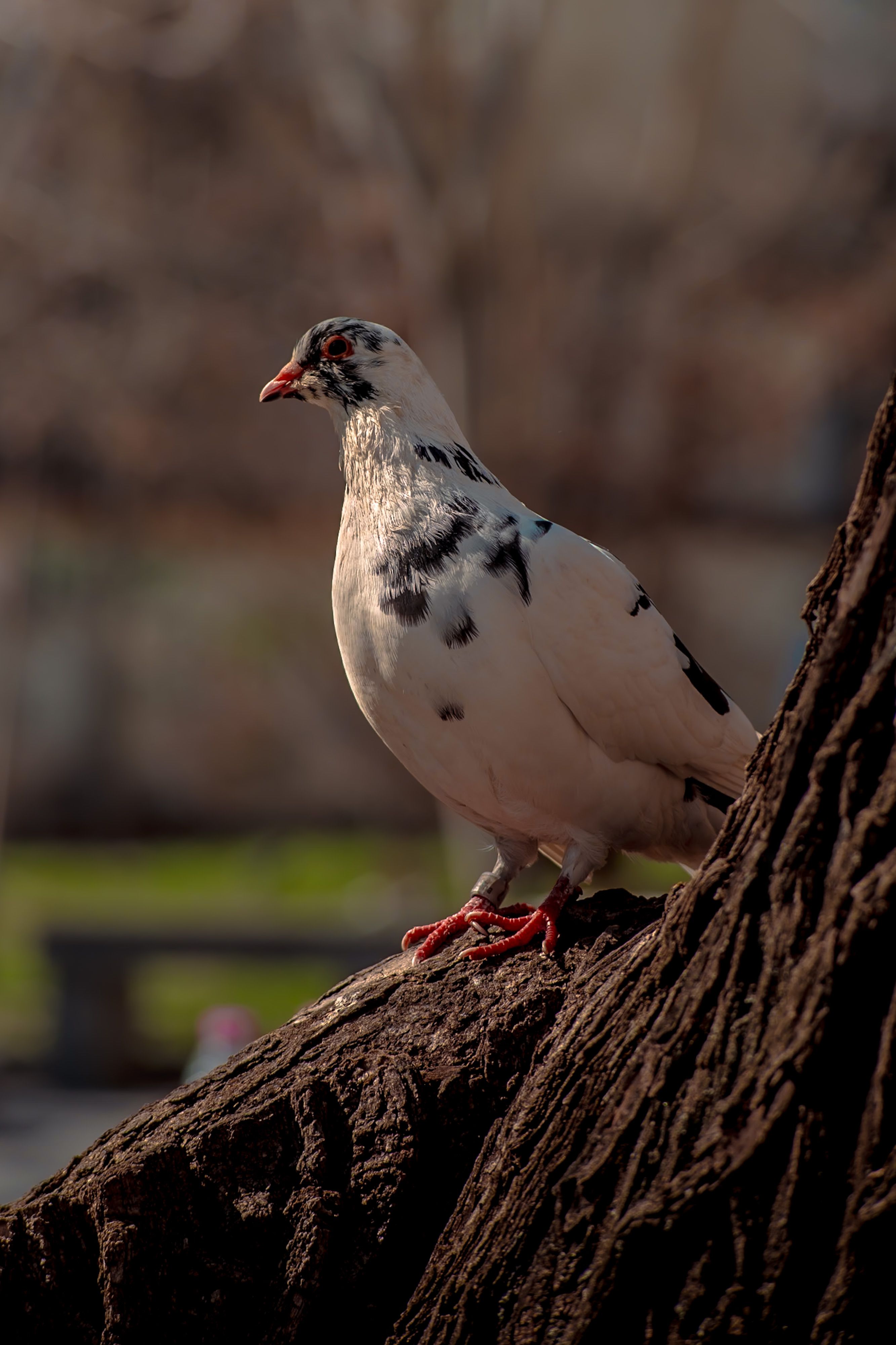 Close-up of a Pigeon Perched on a Tree in Daylight · Free Stock Photo
