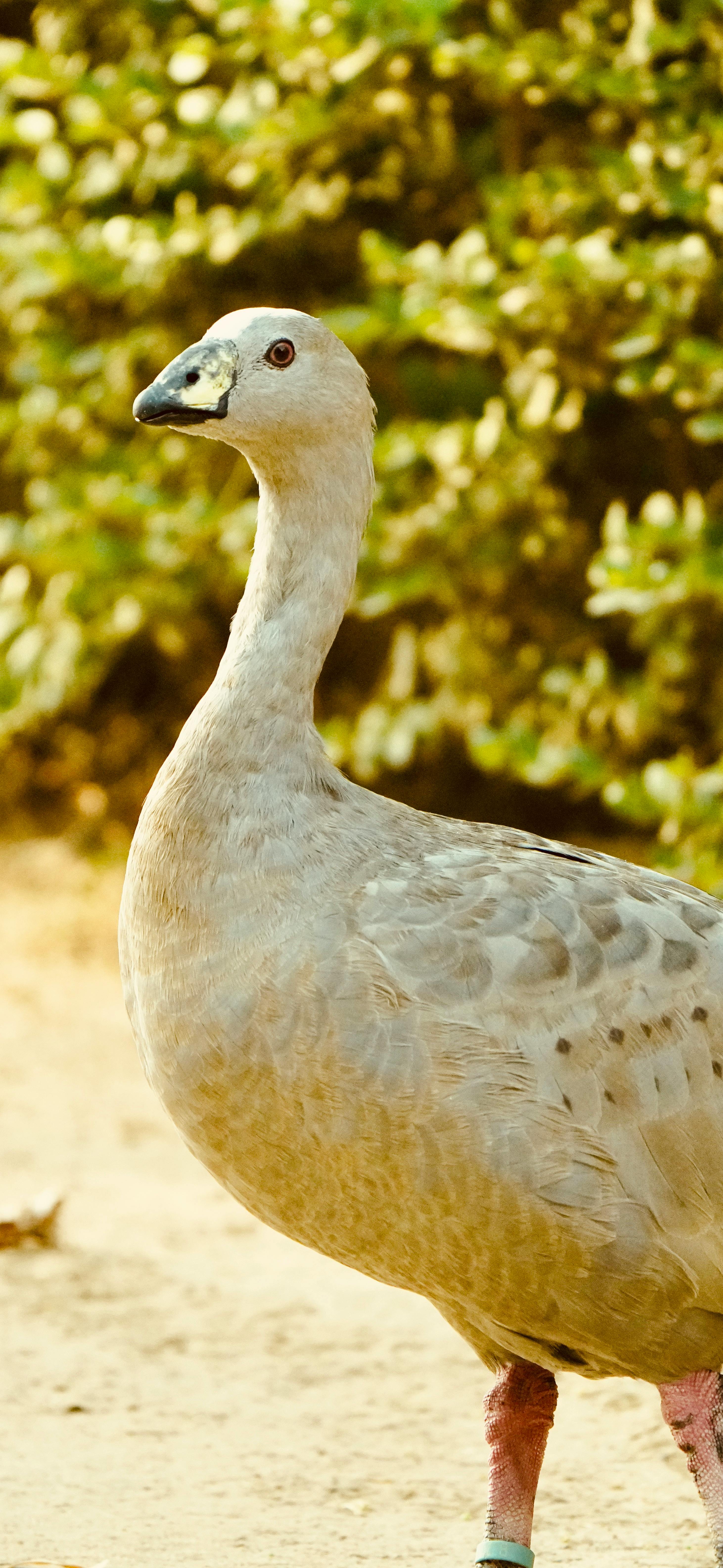 Close-Up of a Curious Goose in Natural Setting · Free Stock Photo