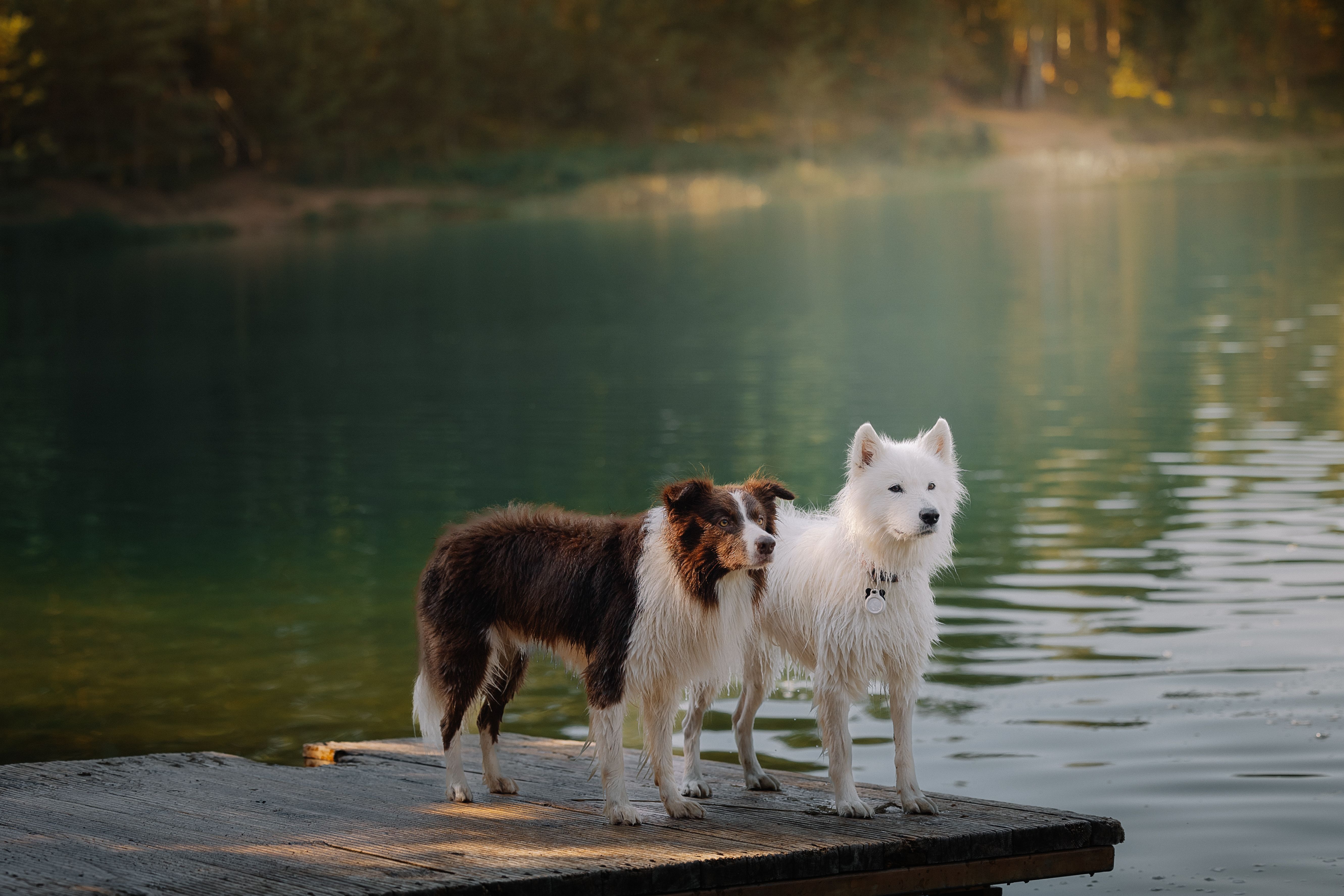 Two Dogs Standing on Wooden Dock by Tranquil Lake · Free Stock Photo