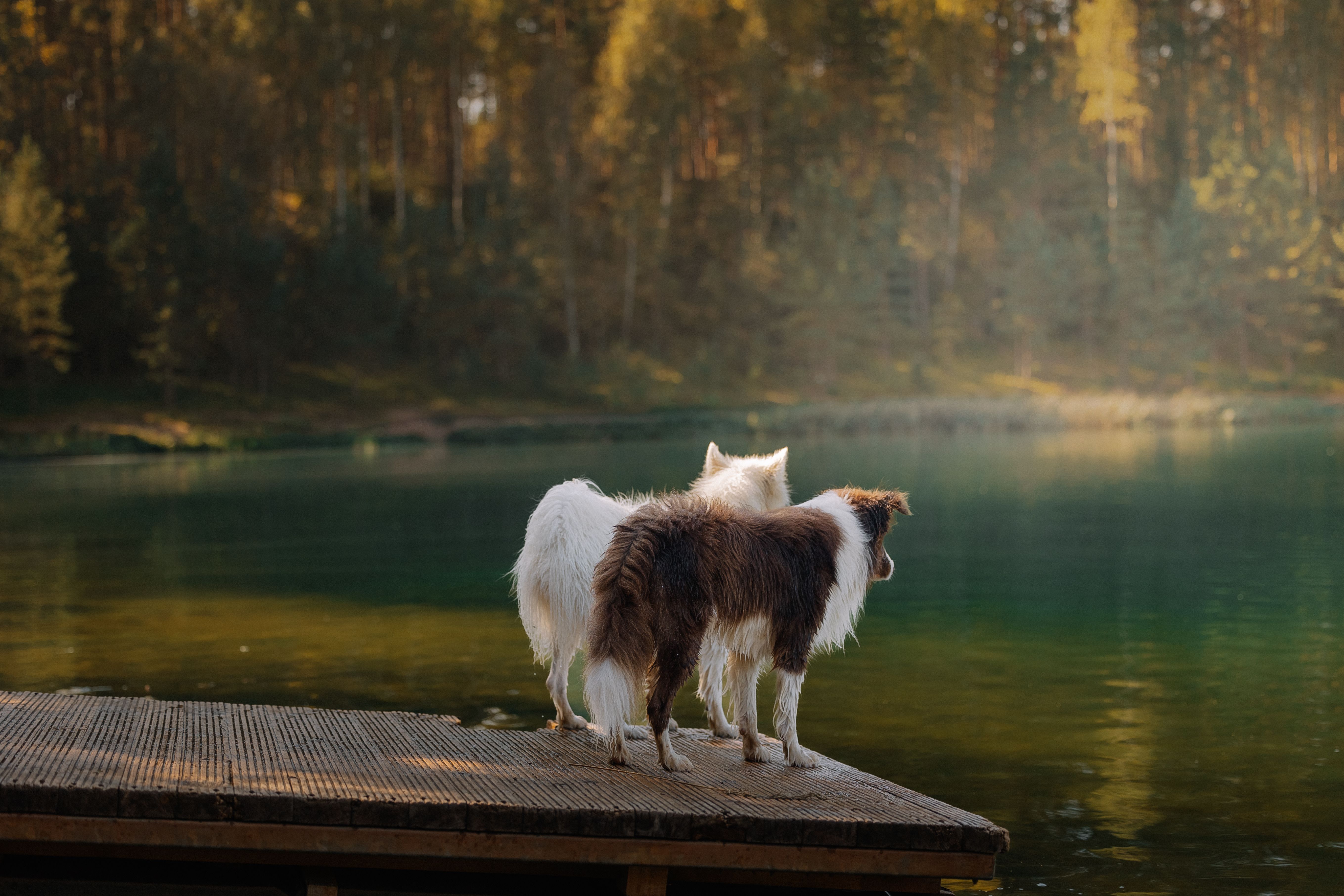 Pensive Dogs Overlooking a Scenic Lake · Free Stock Photo