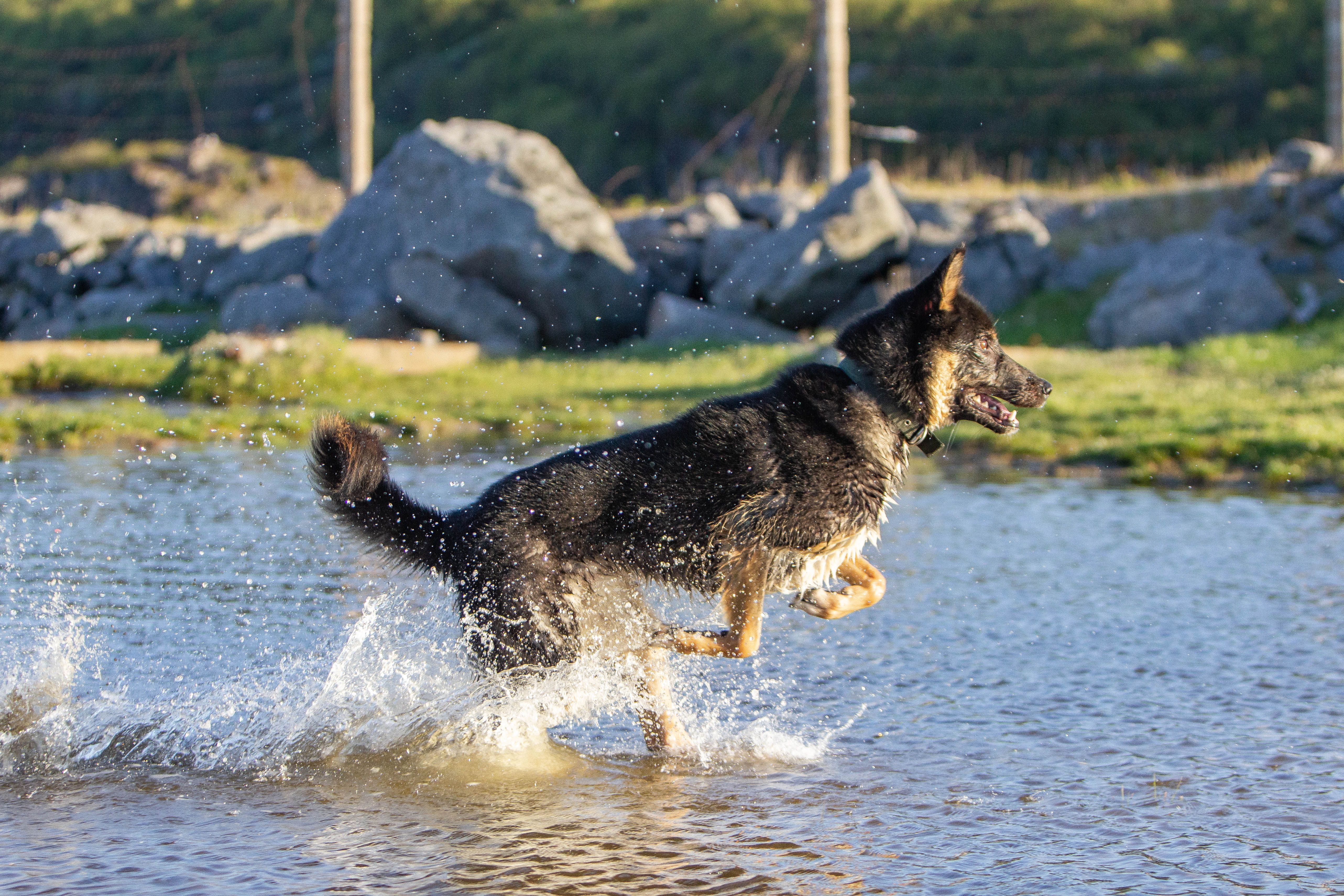 Energetic German Shepherd Playing in Water · Free Stock Photo