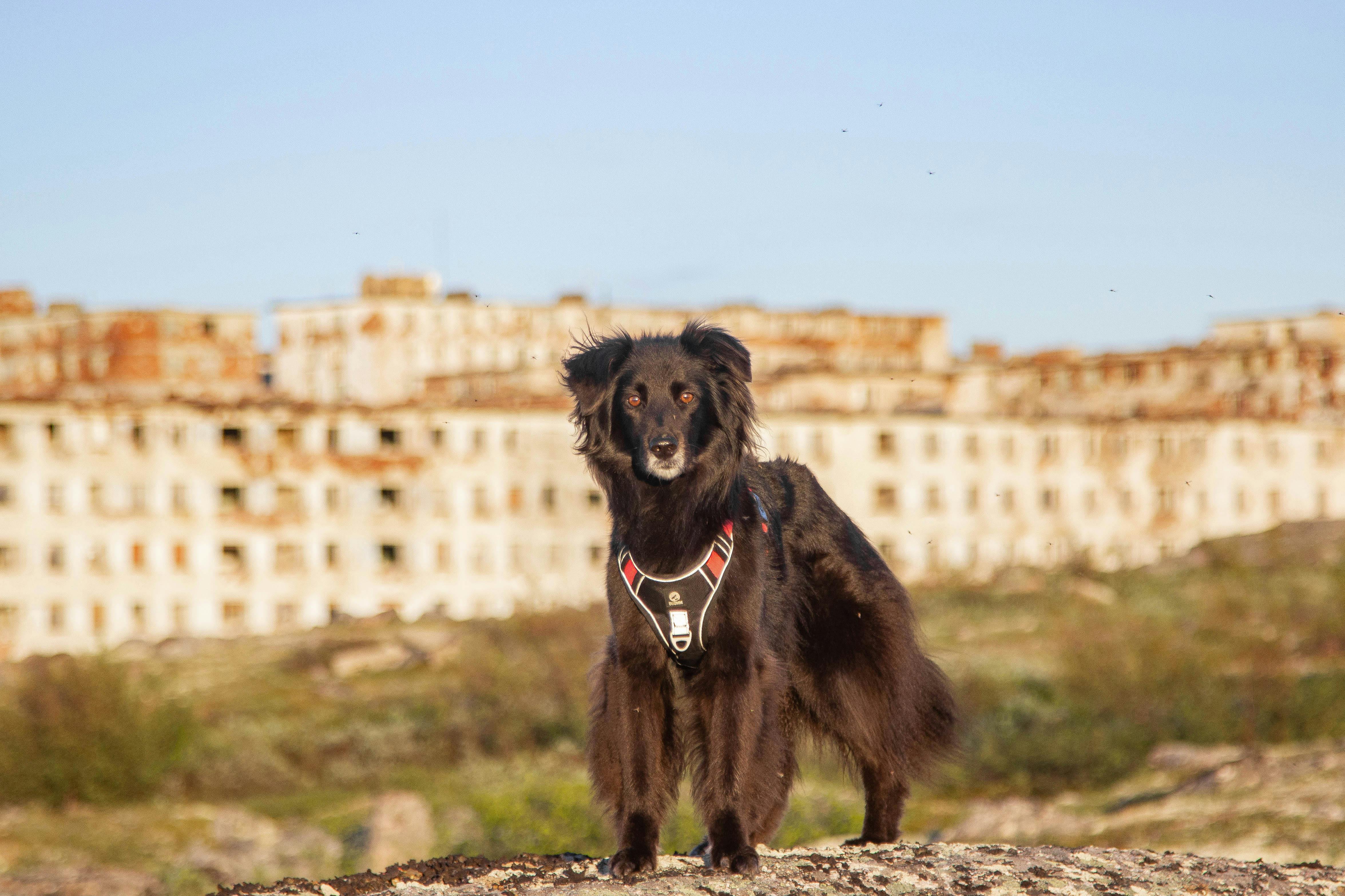 Black Dog Standing in Front of Abandoned Building · Free Stock Photo