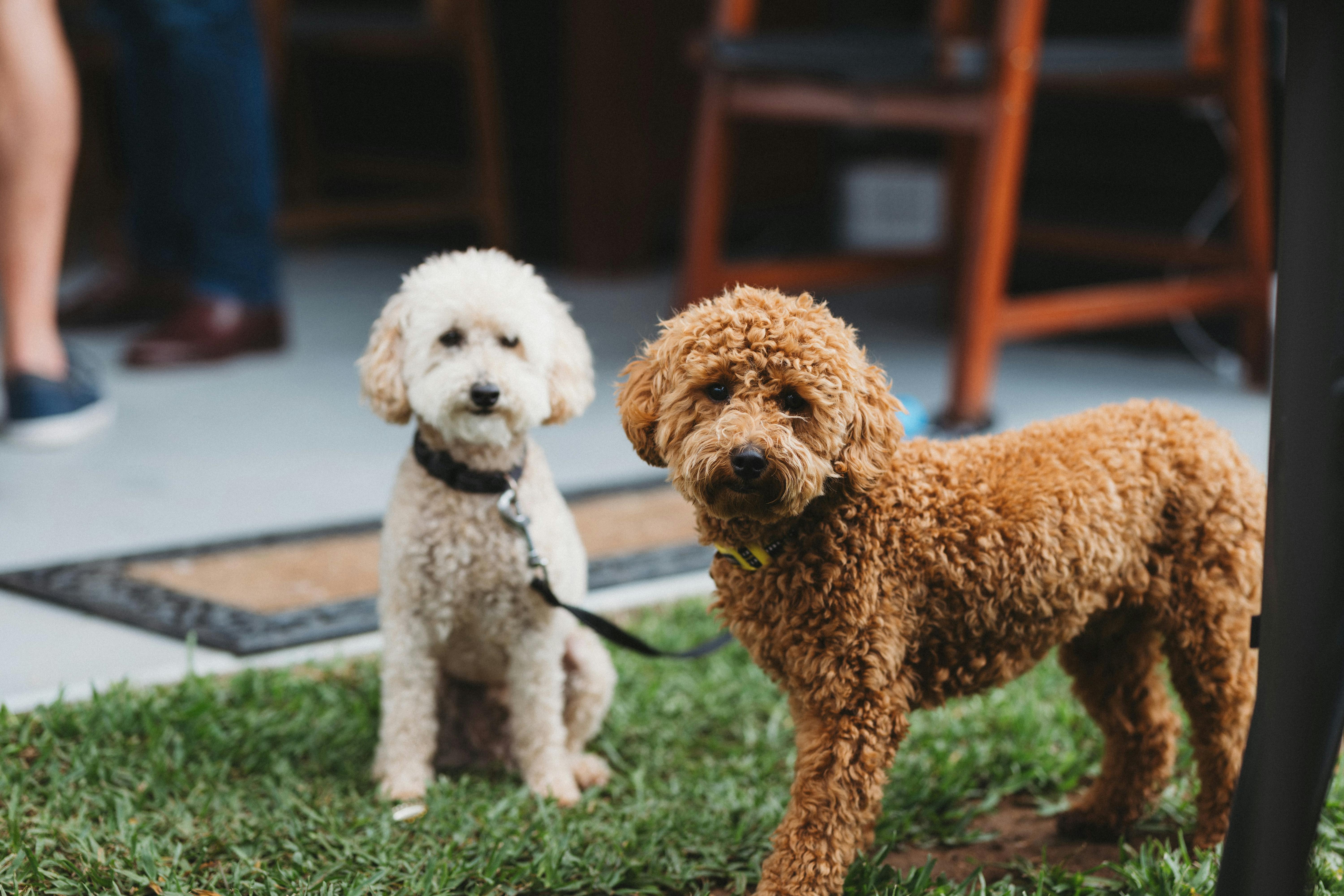 Cute Poodles Outdoors in Maitland, NSW · Free Stock Photo
