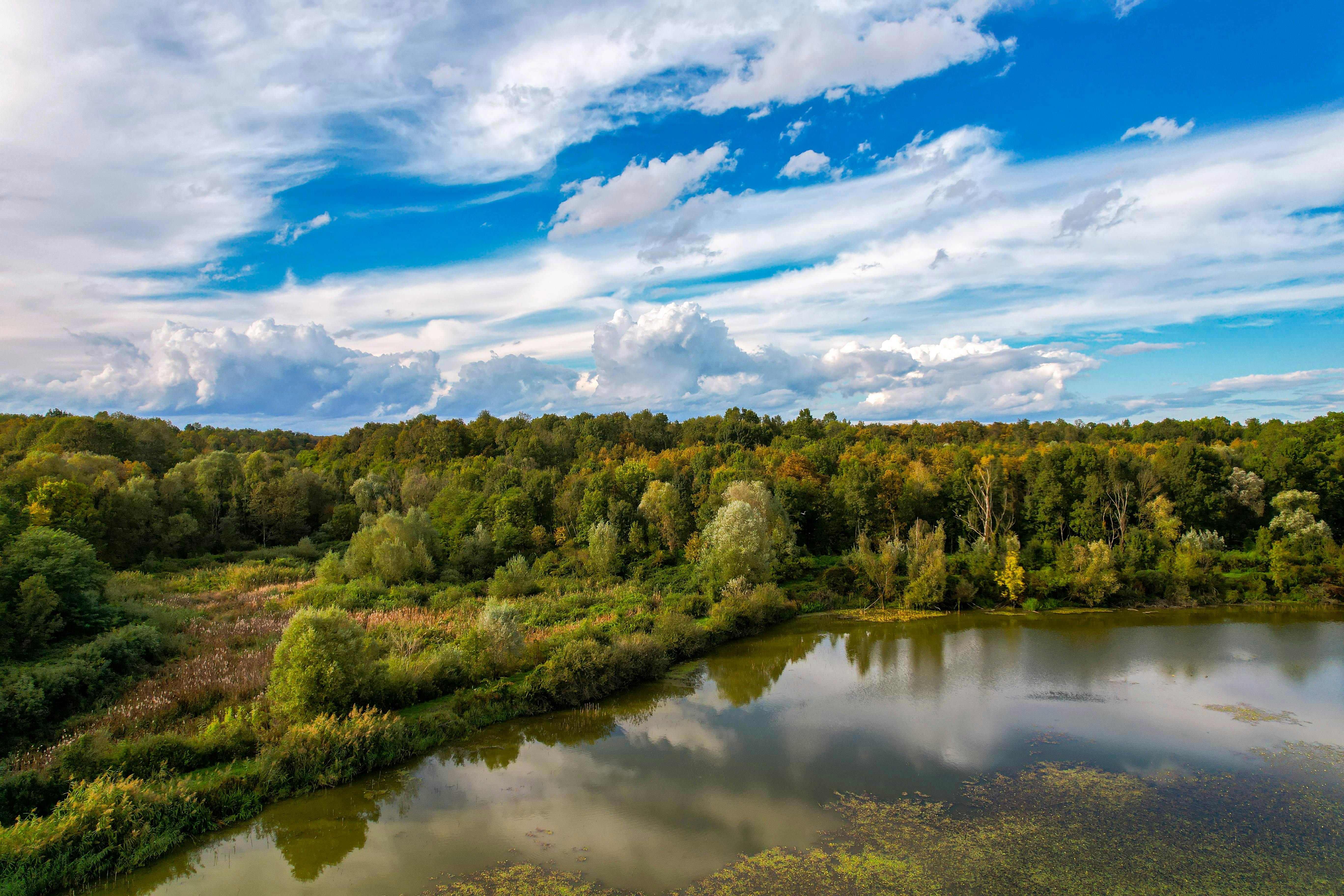 Scenic Forest View in Garešnica, Croatia · Free Stock Photo