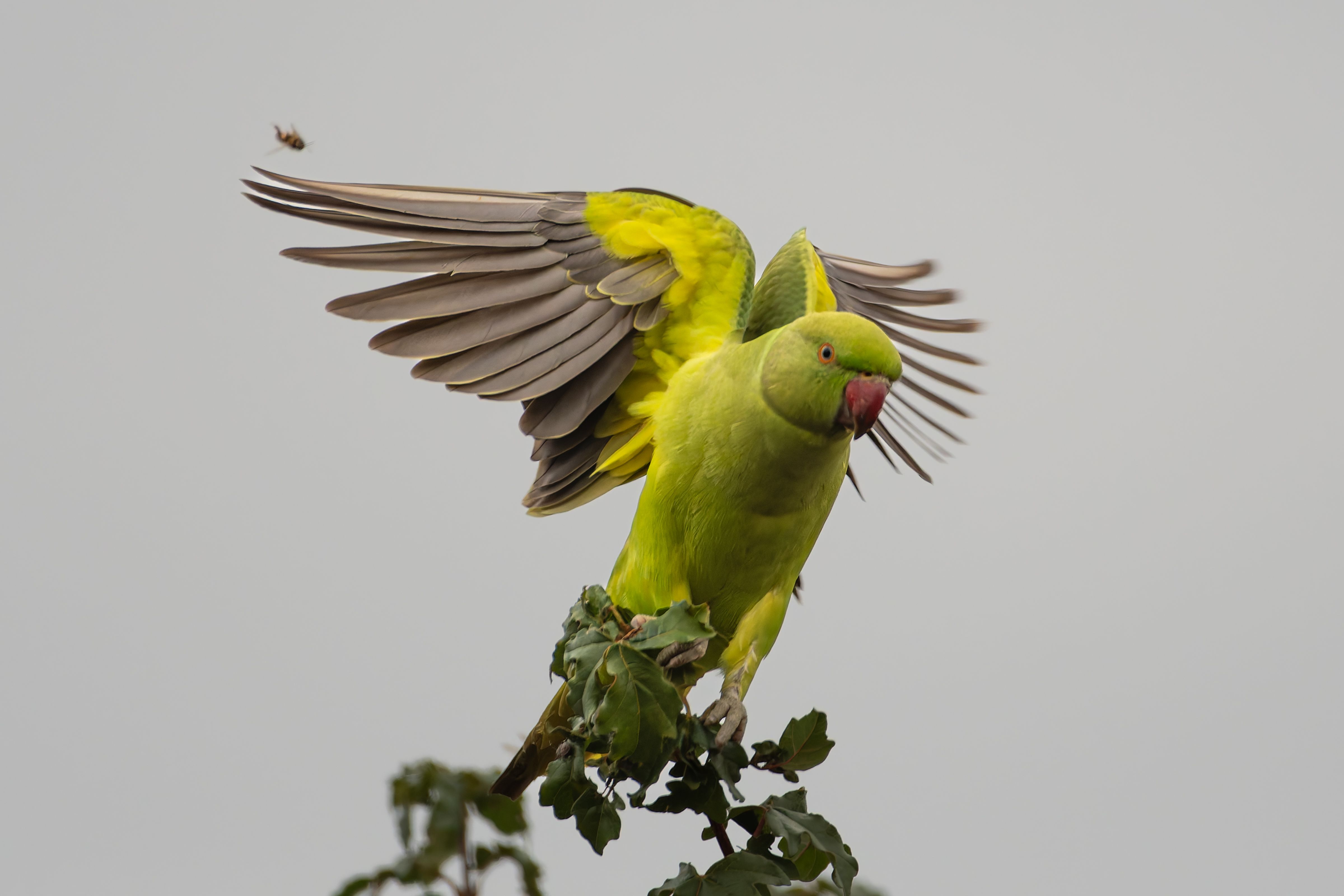 Rose-ringed Parakeet on a Branch in Autumn · Free Stock Photo