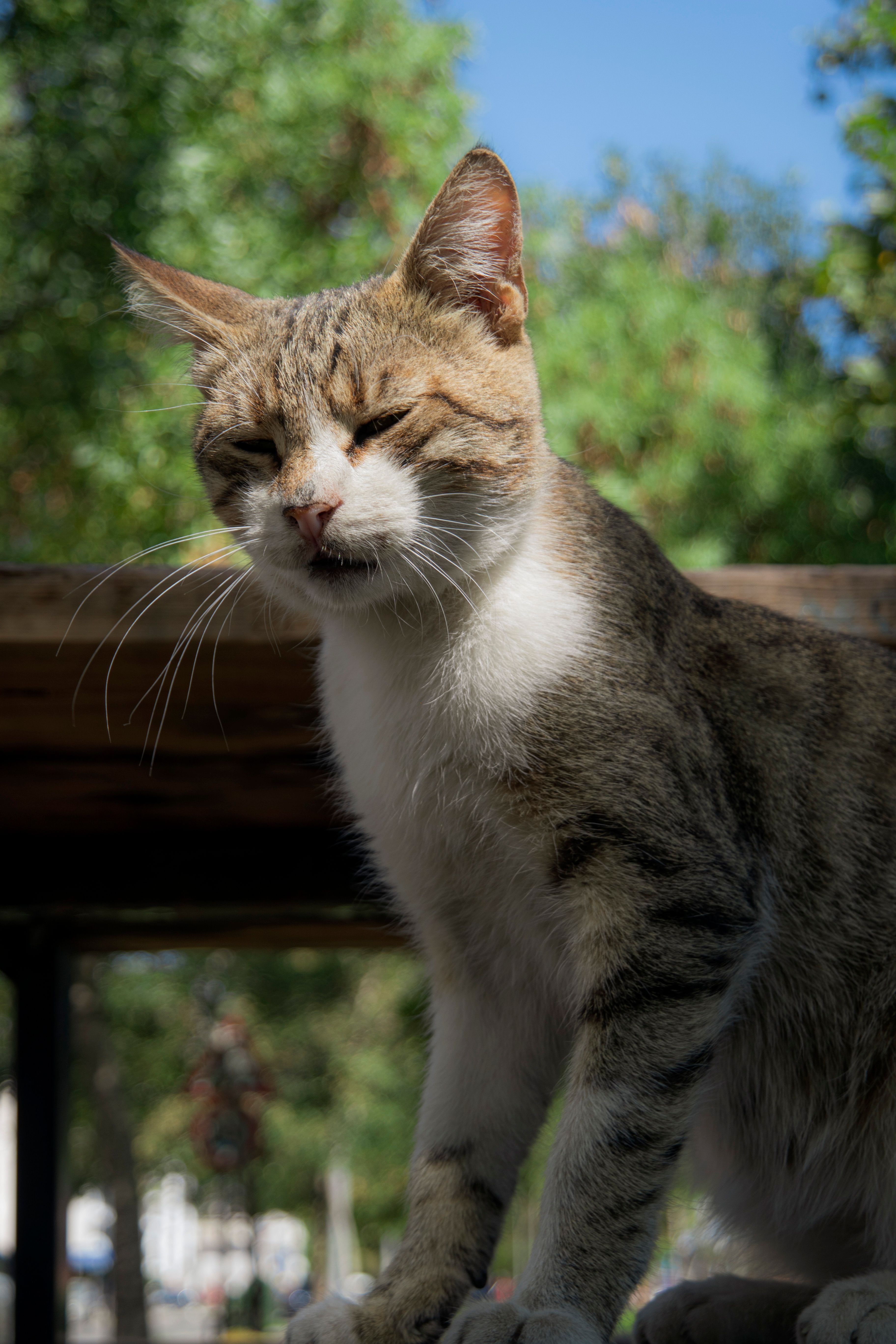 Close-Up of a Relaxed Outdoor Cat in Sunlight · Free Stock Photo