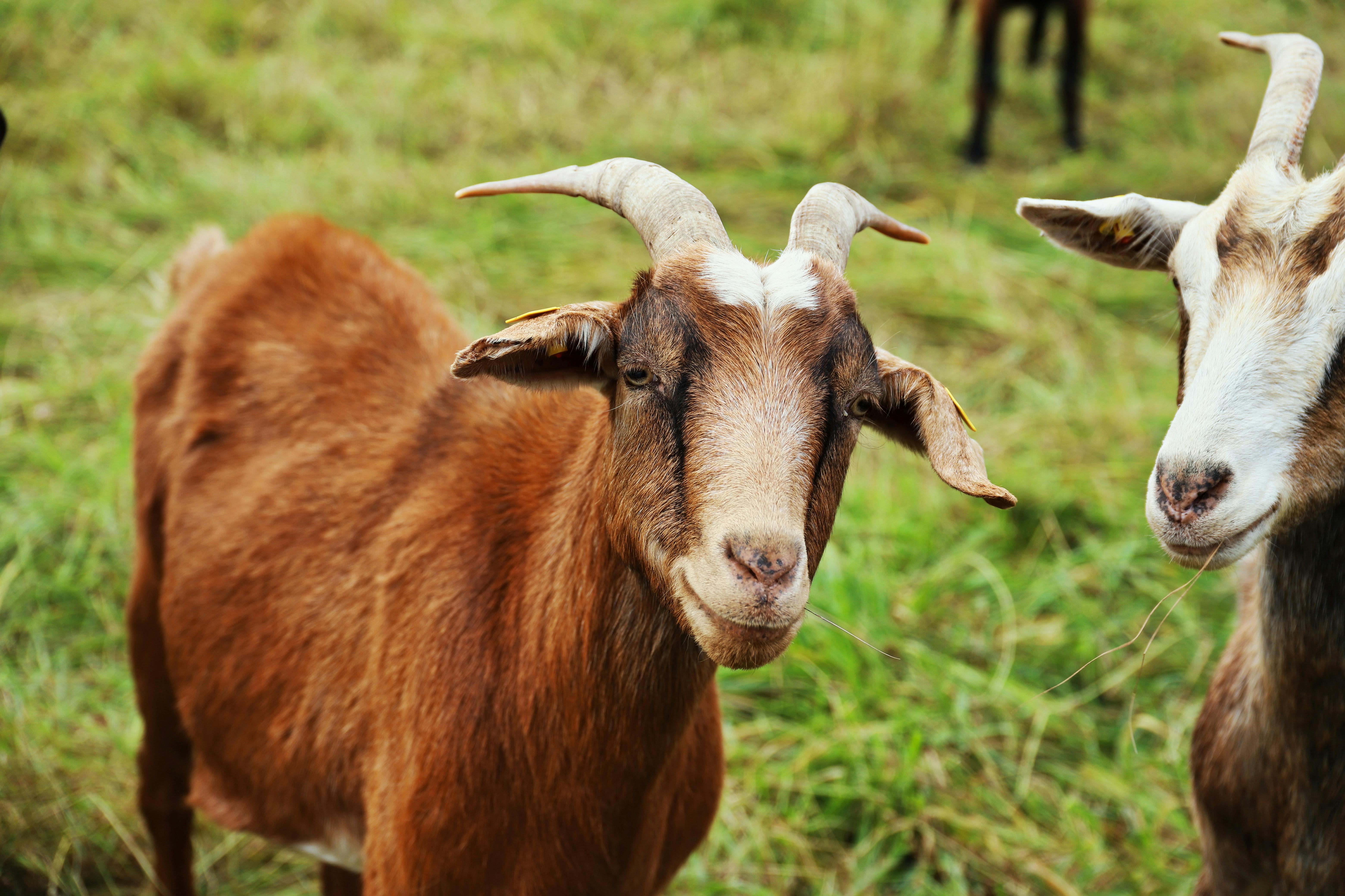 Smiling Goats Grazing in Meadow · Free Stock Photo