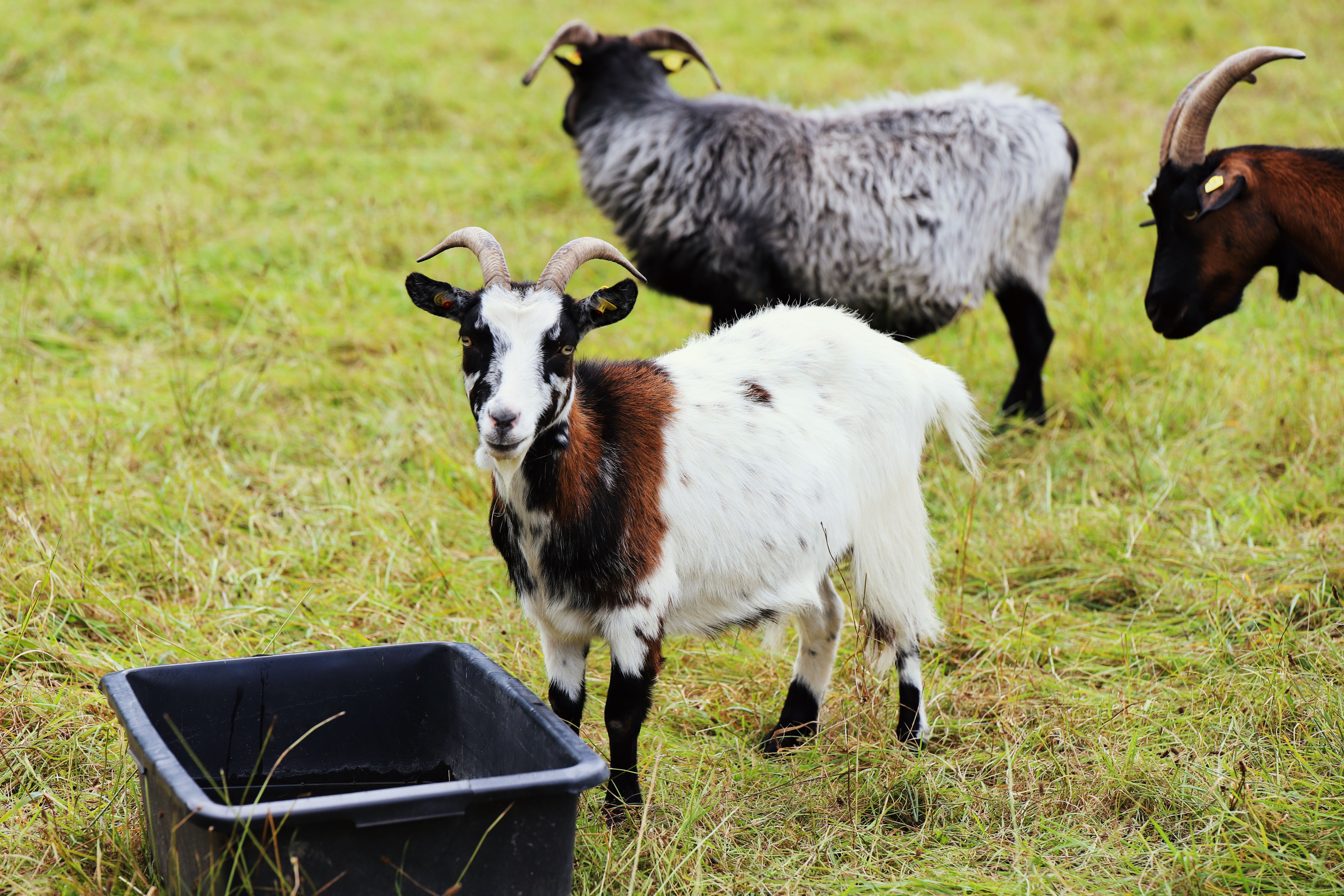 Three Goats Grazing Near a Water Trough Outdoors · Free Stock Photo