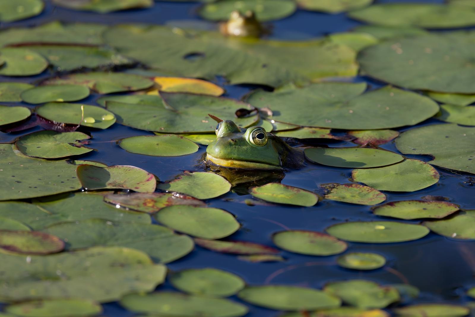 Broken Lily Photos, Download The BEST Free Broken Lily Stock Photos ...