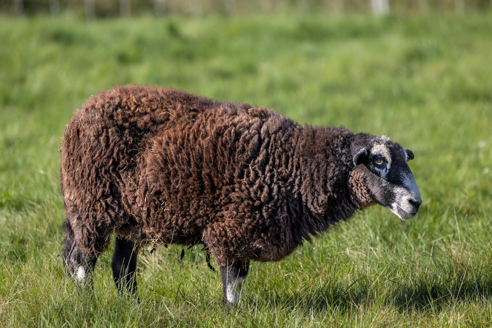 Sheep Wallpaper Photos, Download The BEST Free Sheep Wallpaper Stock ...