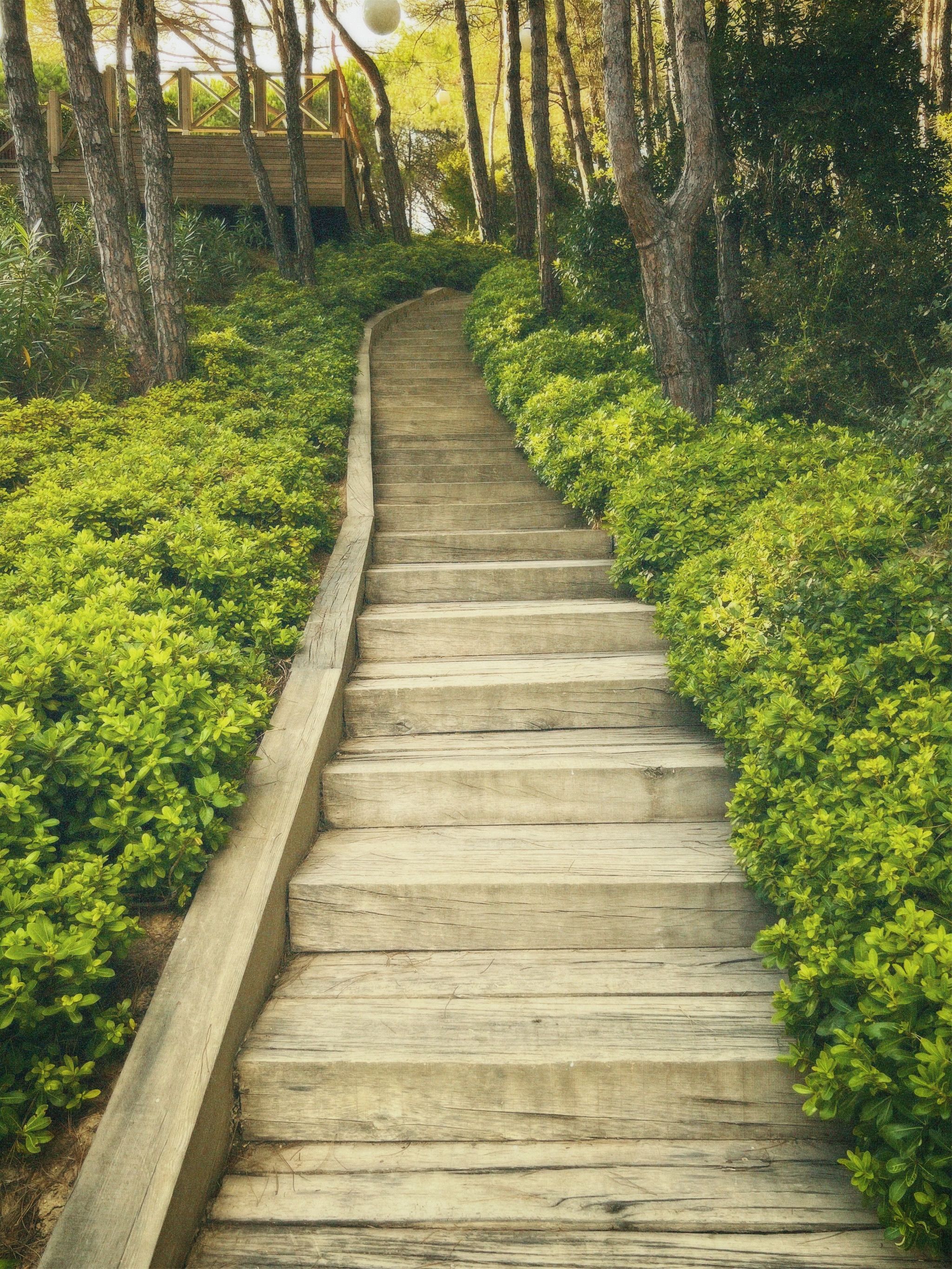 Tranquil Wooden Path in a Lush Forest Setting · Free Stock Photo