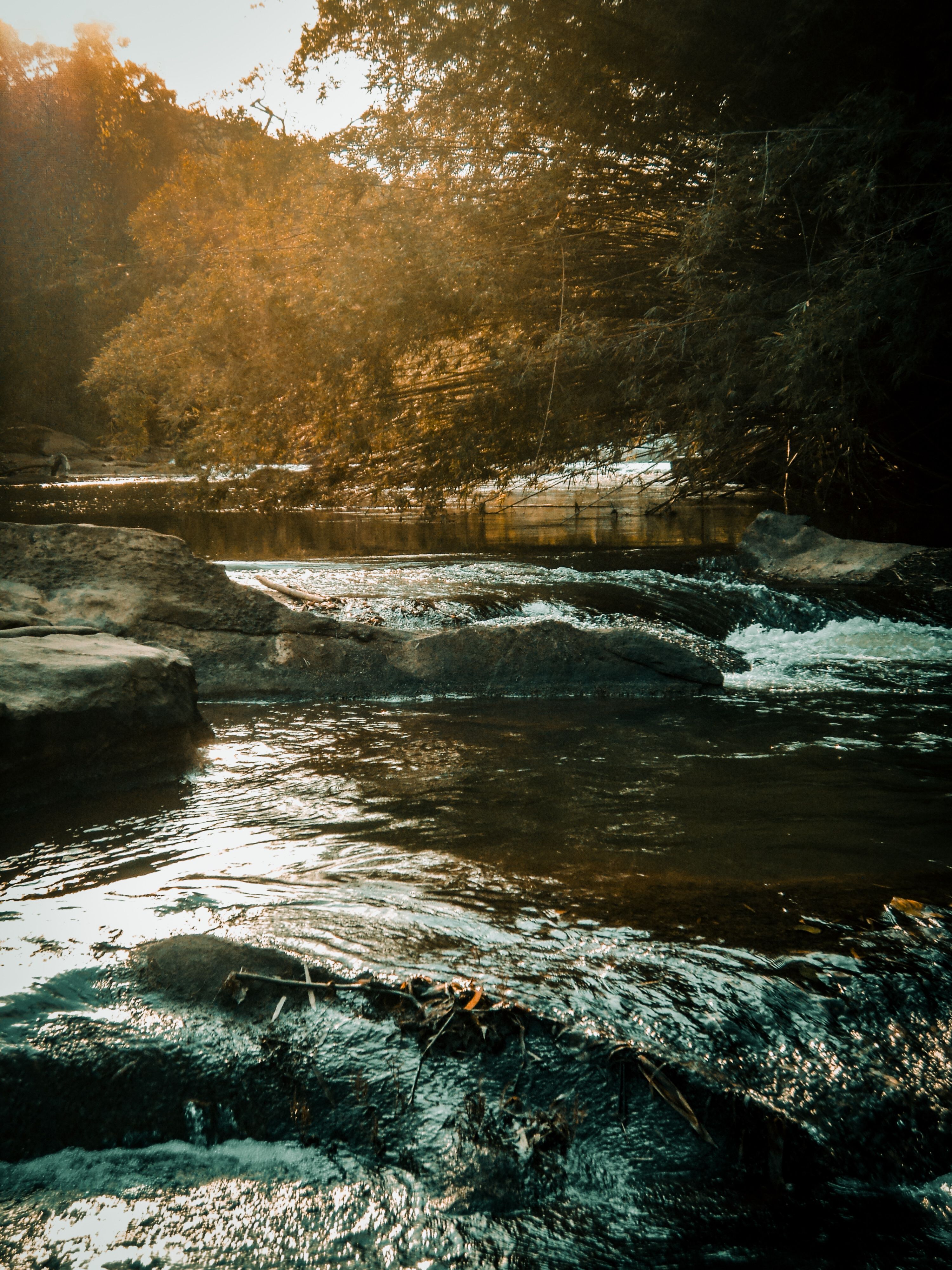 Serene Forest Stream in Golden Autumn Light · Free Stock Photo