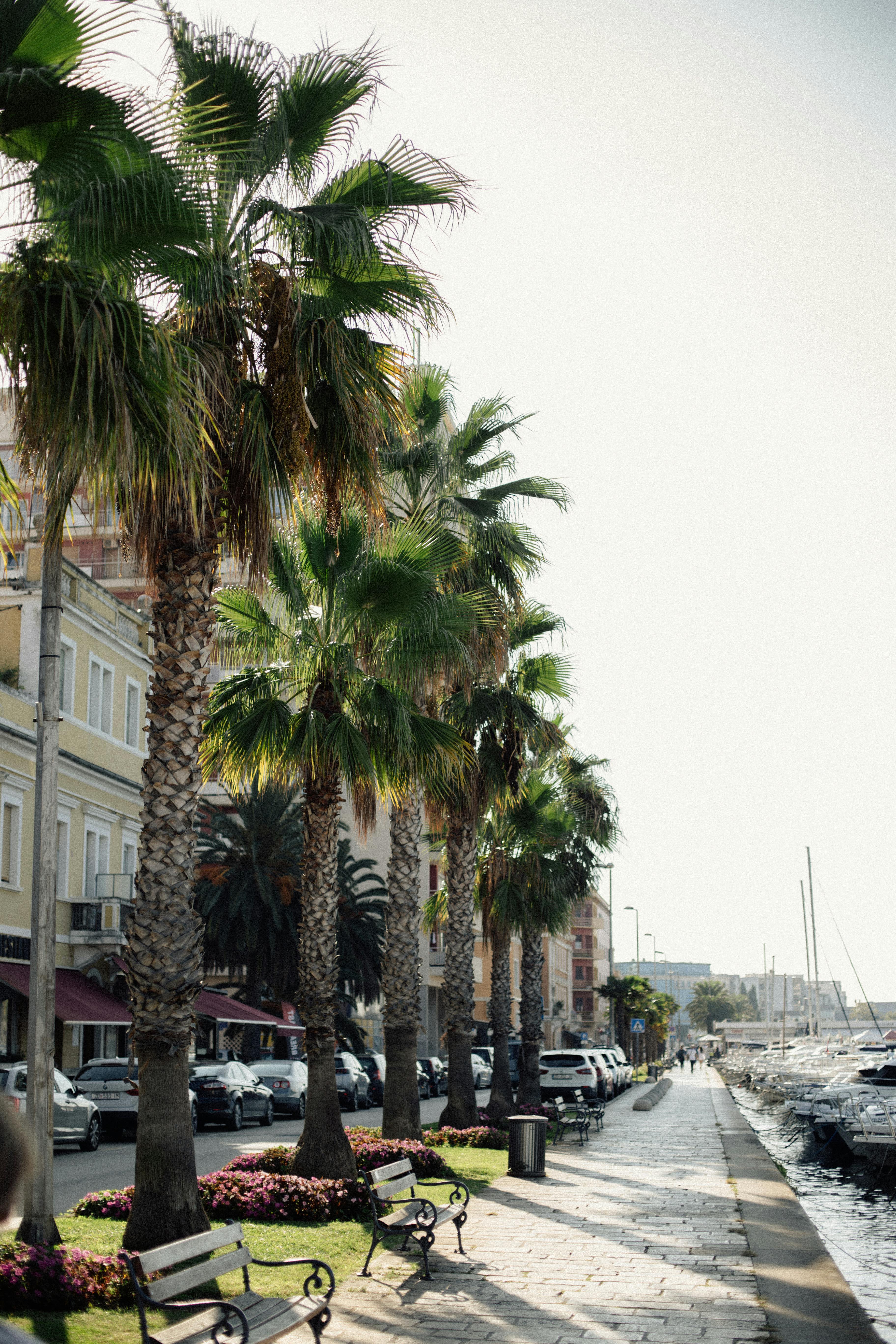 Scenic Palm-Lined Promenade in Zadar, Croatia · Free Stock Photo