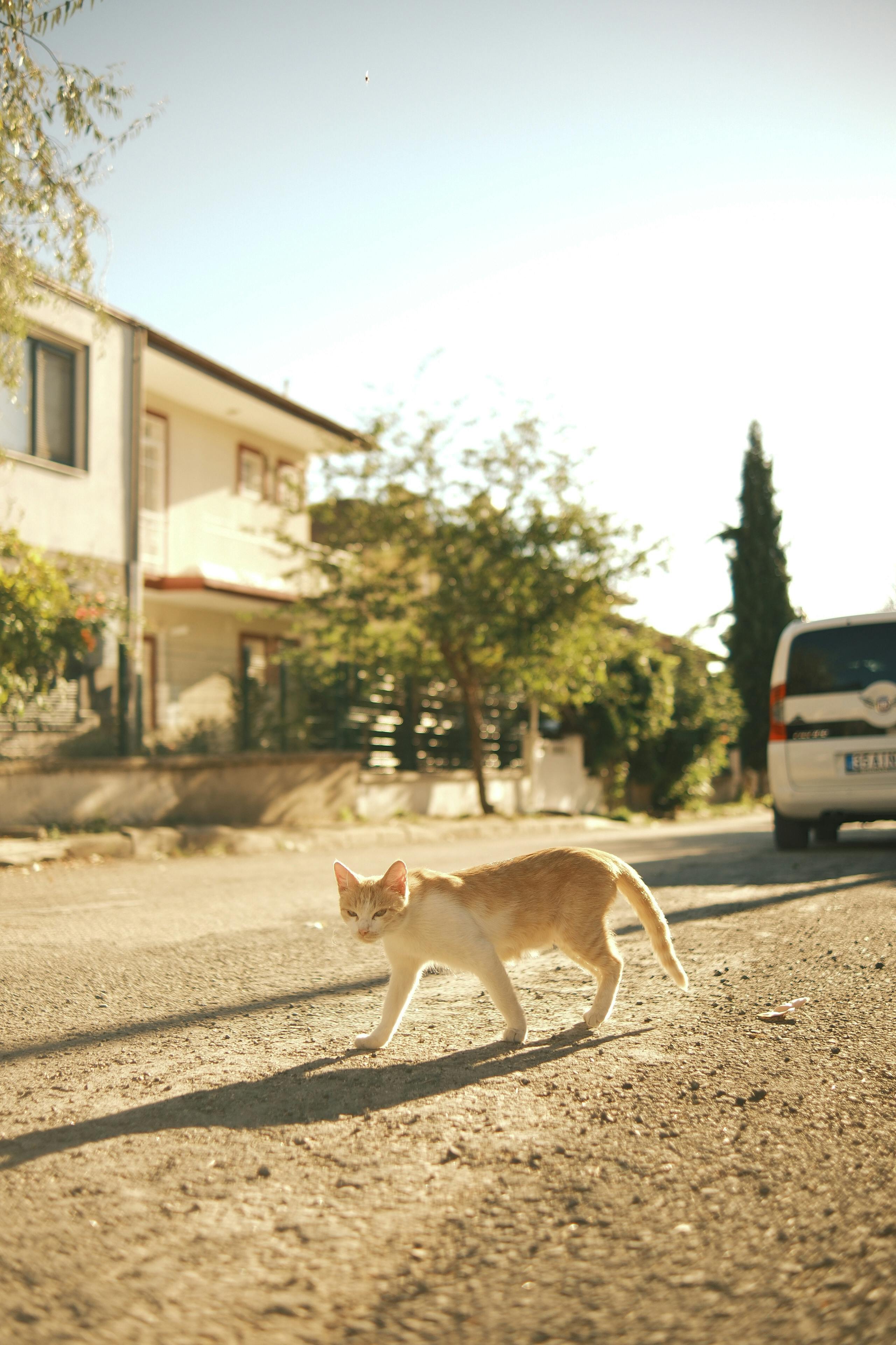 Cat Crossing Street in Sunny Neighborhood · Free Stock Photo