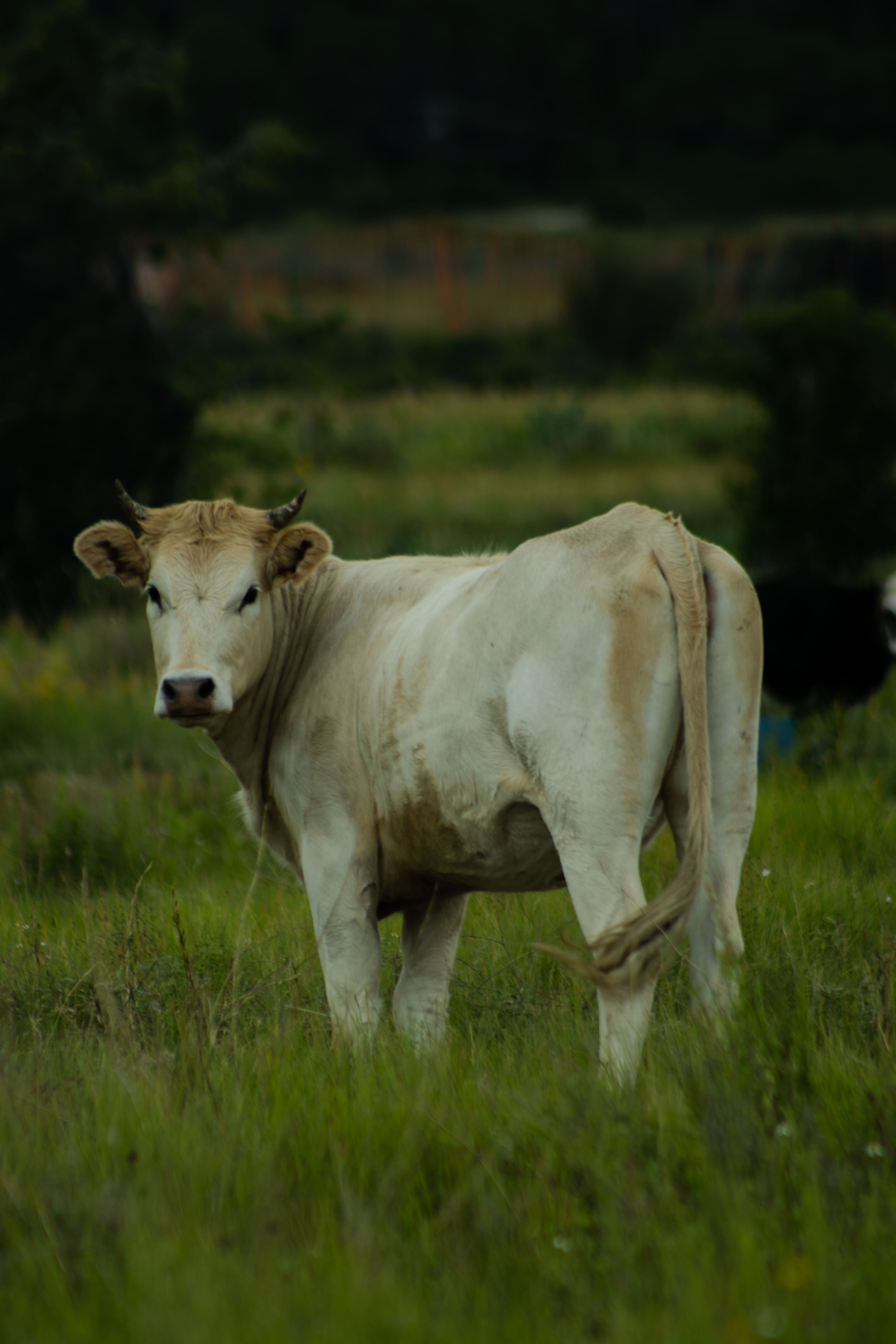 White Cow in a Lush Green Meadow · Free Stock Photo