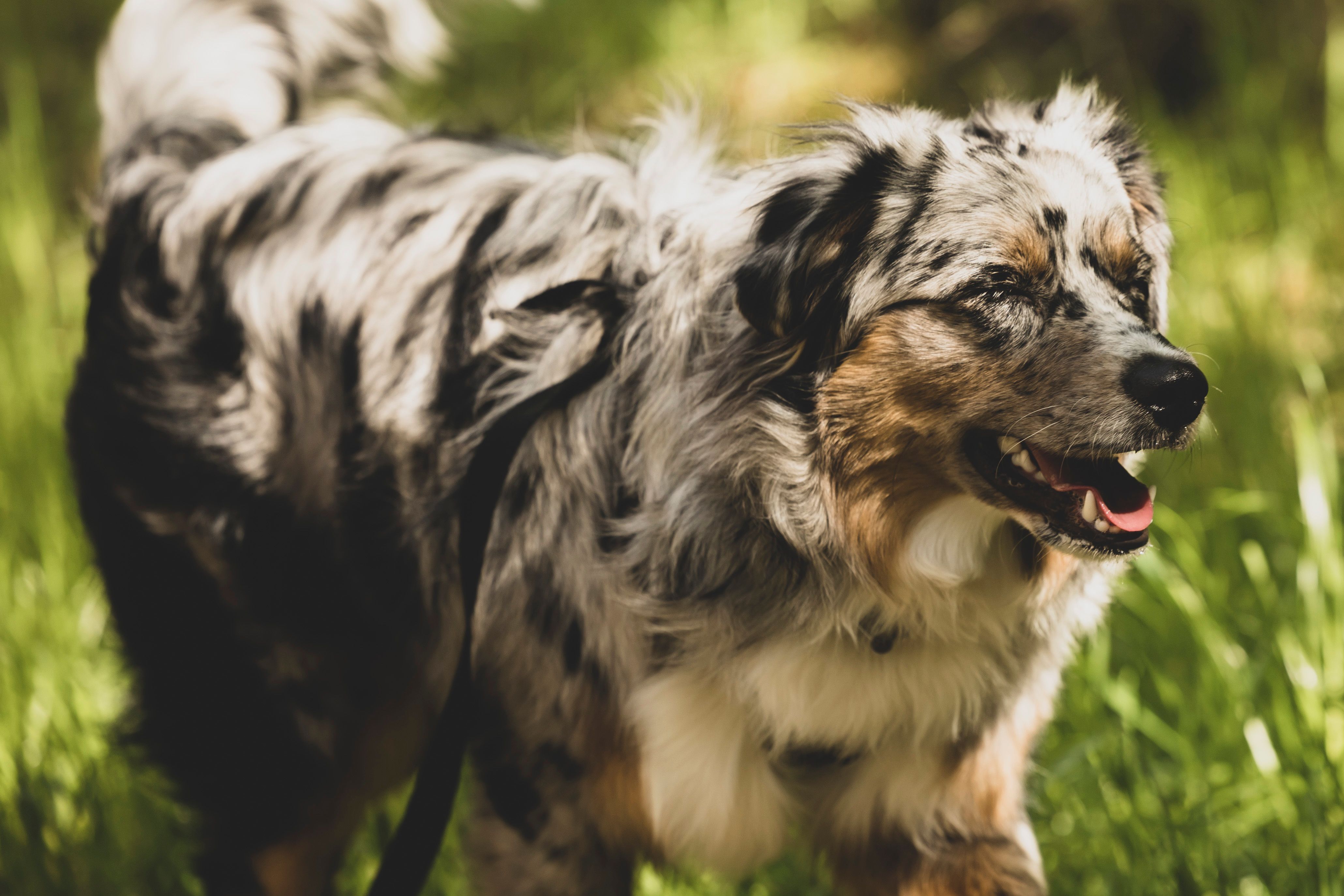 Happy Australian Shepherd in Sunlit Park · Free Stock Photo