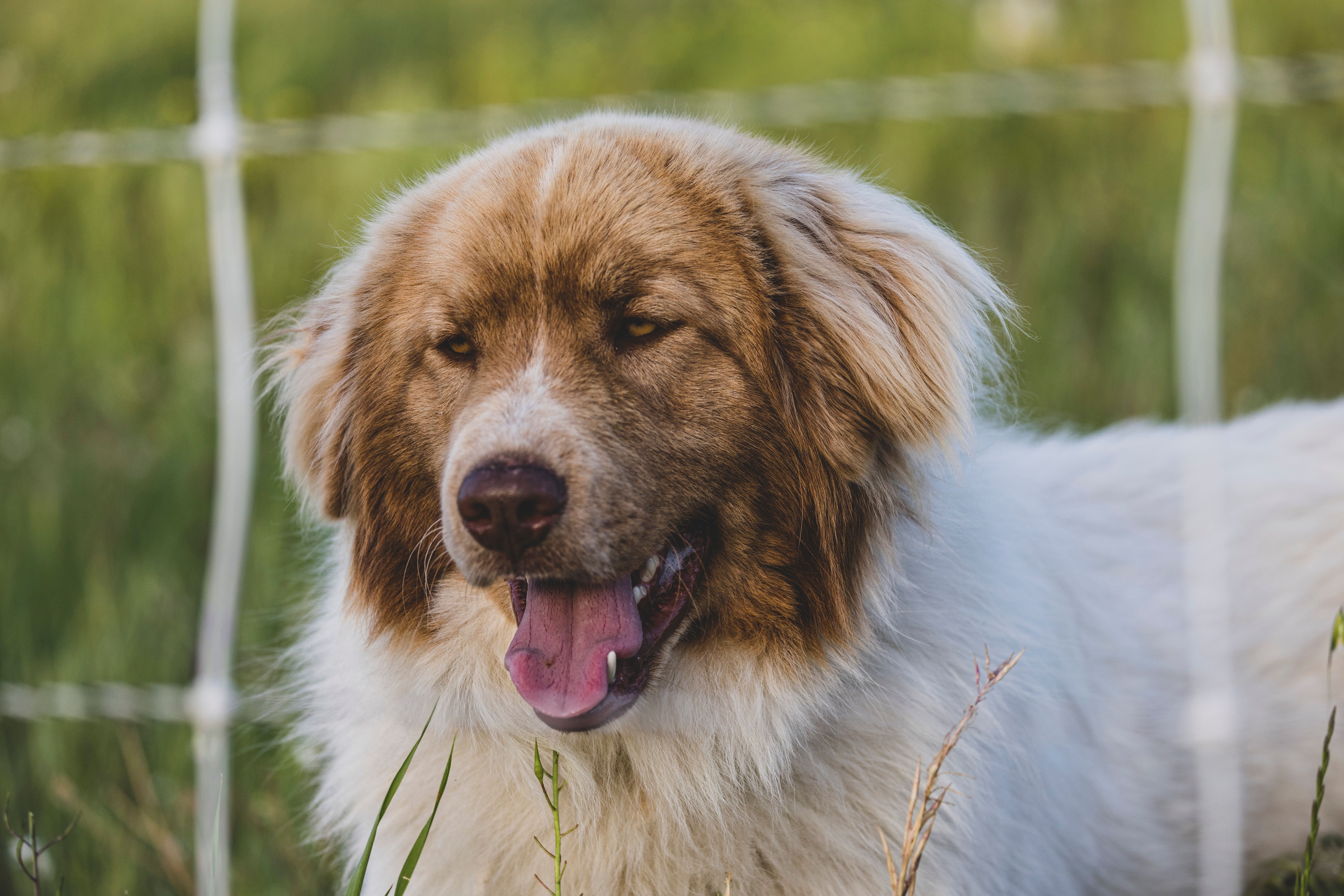 Portrait of a Happy Outdoor Farm Dog · Free Stock Photo