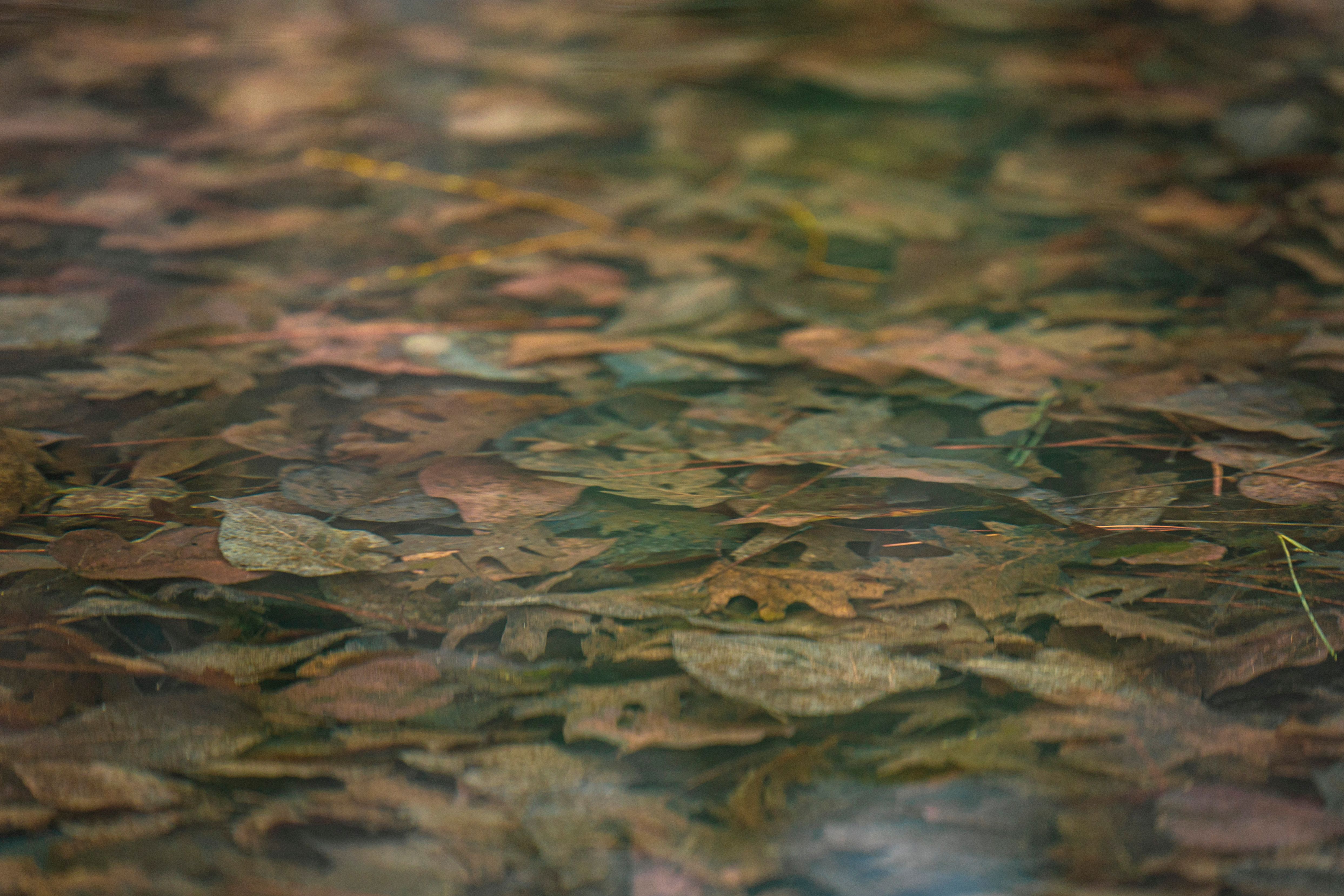 Leaf floating on Body of Water · Free Stock Photo