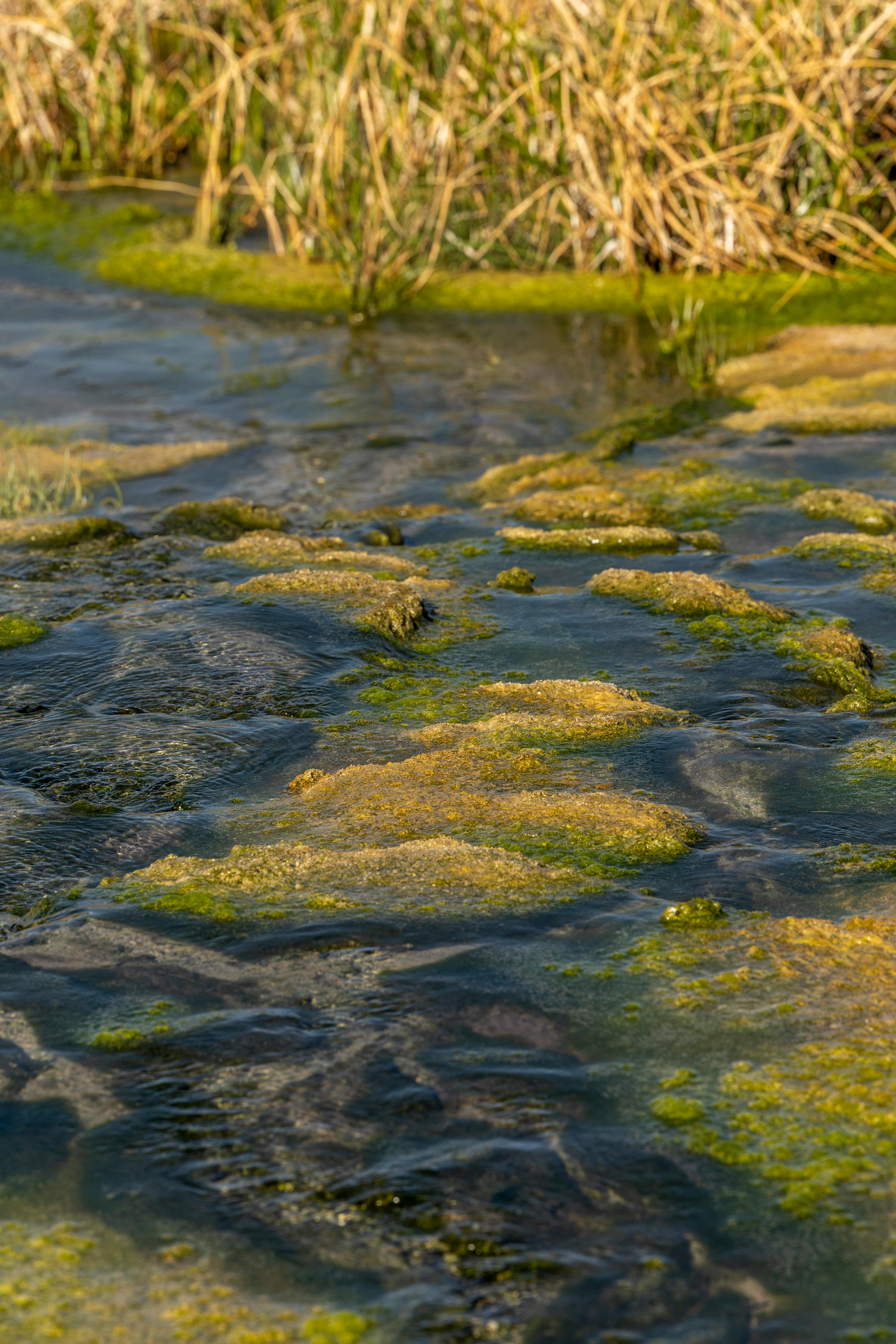 Clear Stream with Moss and Aquatic Plants · Free Stock Photo