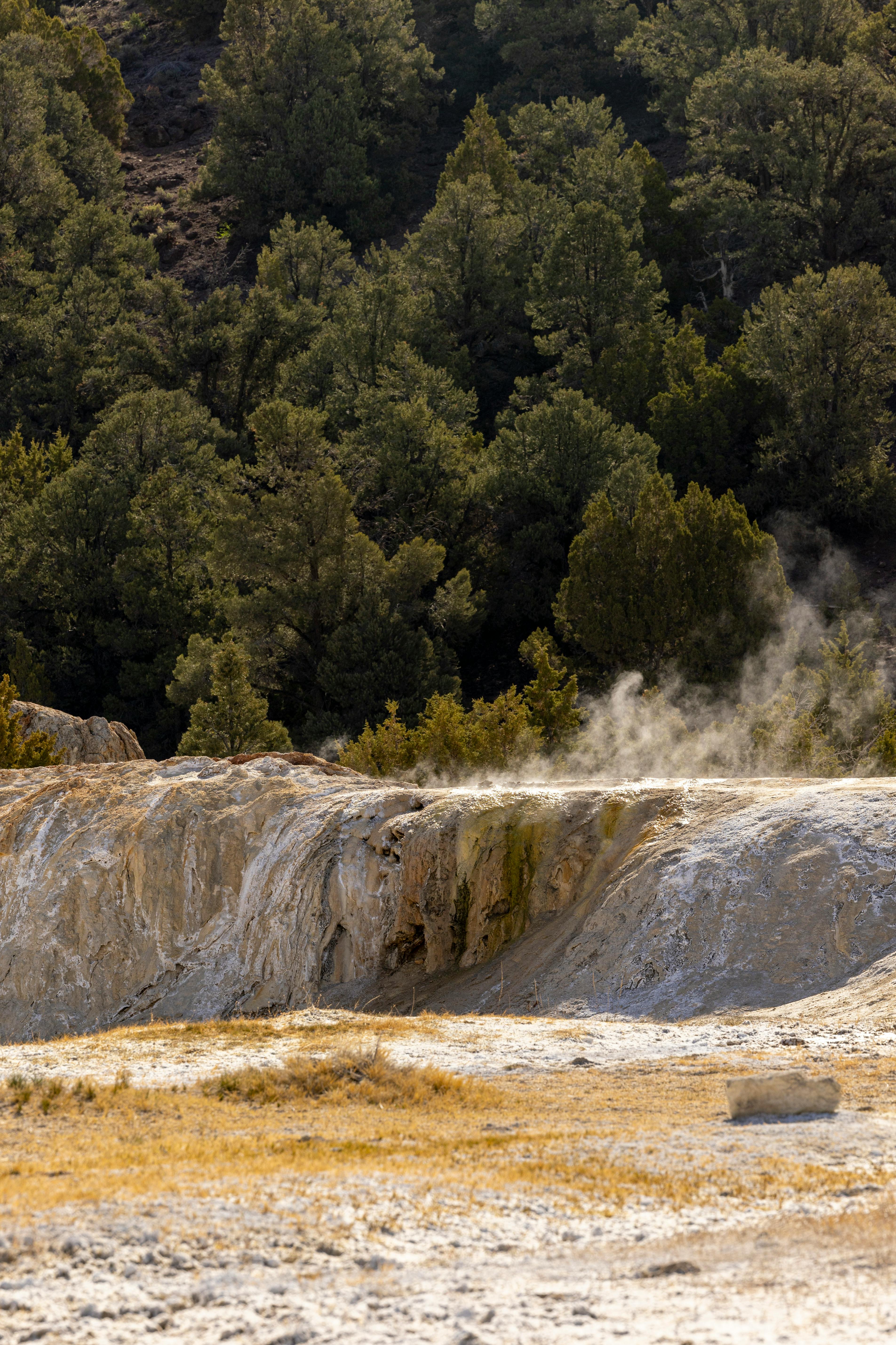 Steaming Geothermal Landscape Among Trees · Free Stock Photo
