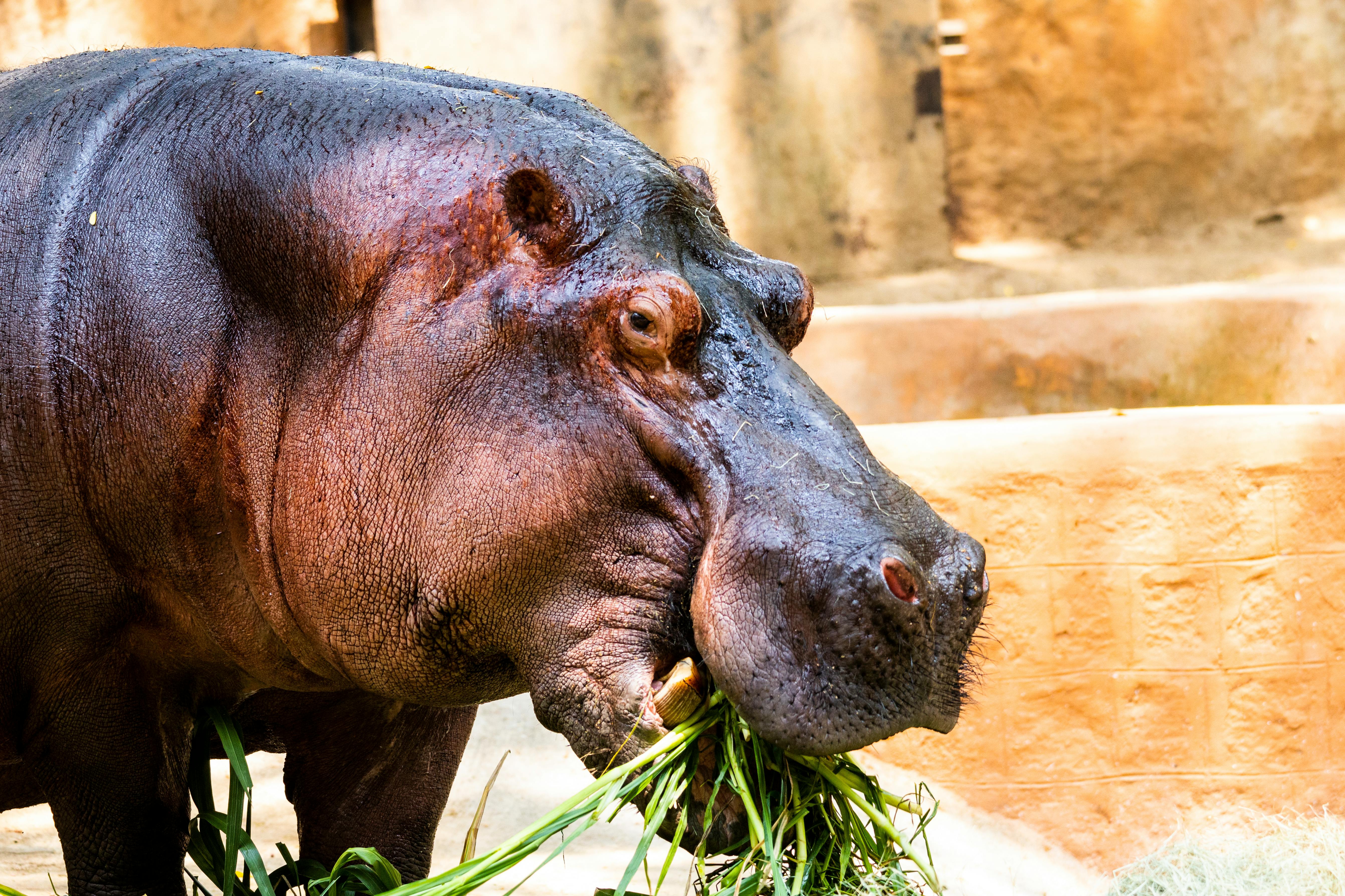 Captivating Hippopotamus Enjoying Fresh Greens · Free Stock Photo