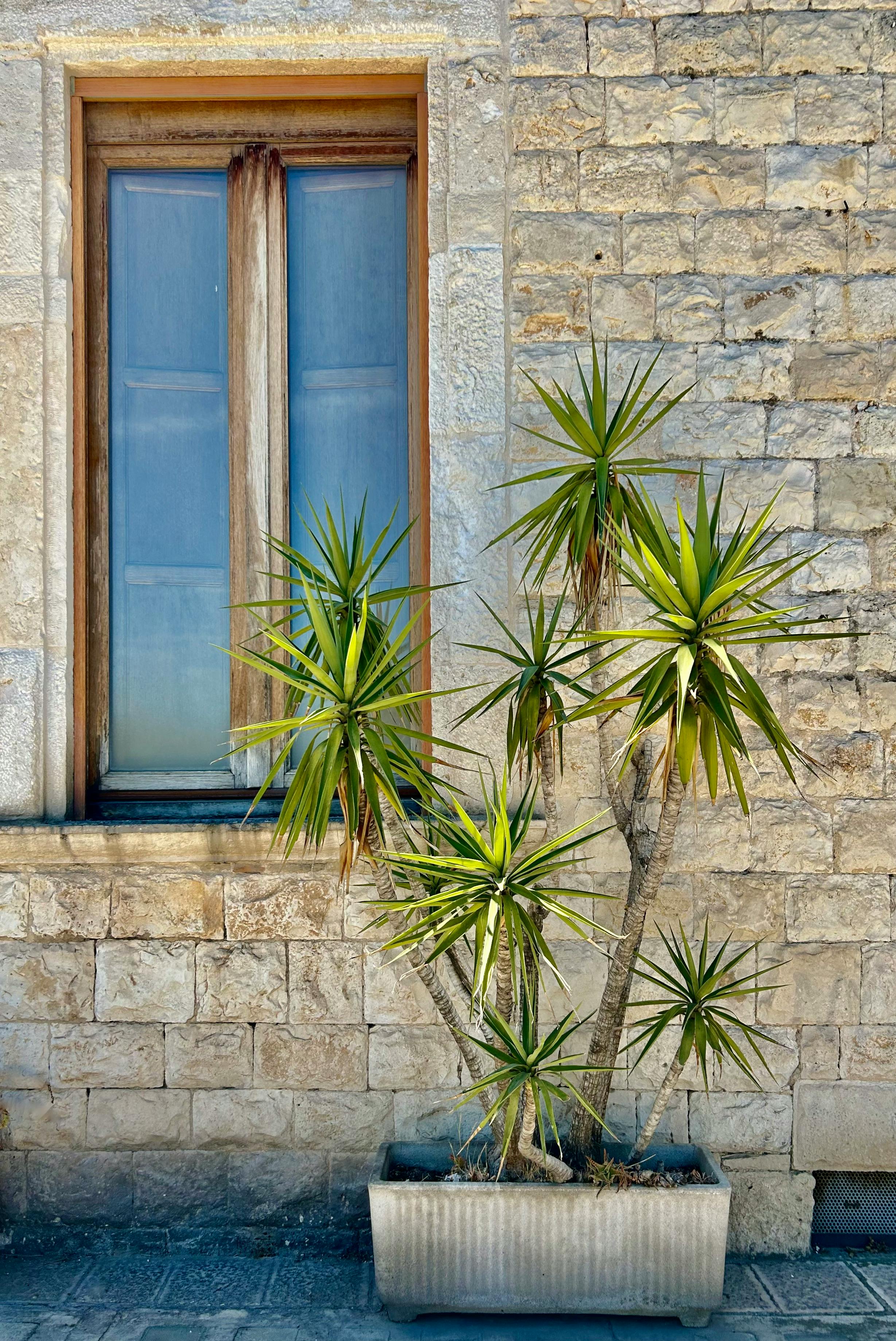 Yucca Plant by Historic Bari Brick Wall · Free Stock Photo