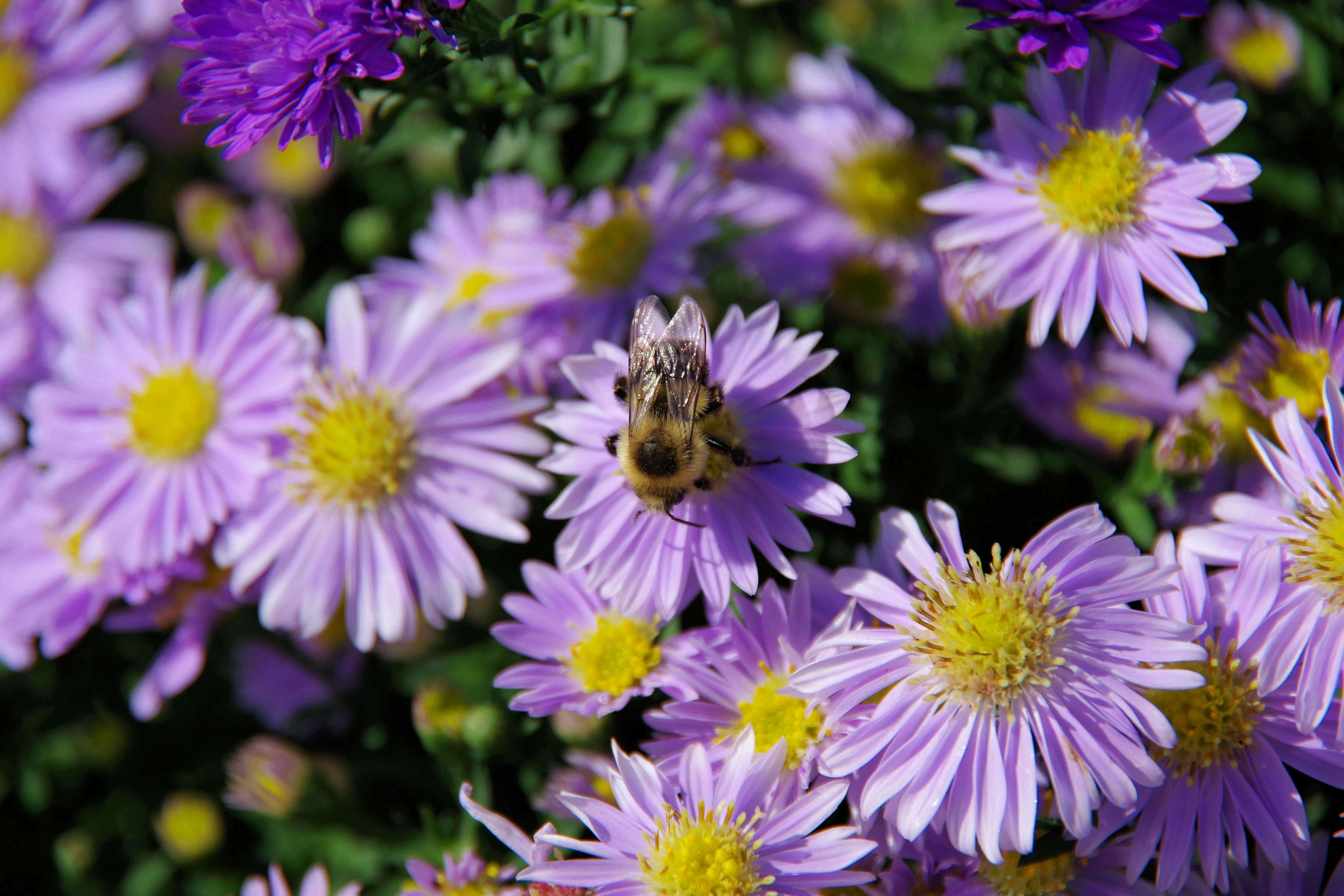 Abeja Polinizando Flores De Aster Morado En Flor · Foto de stock gratuita
