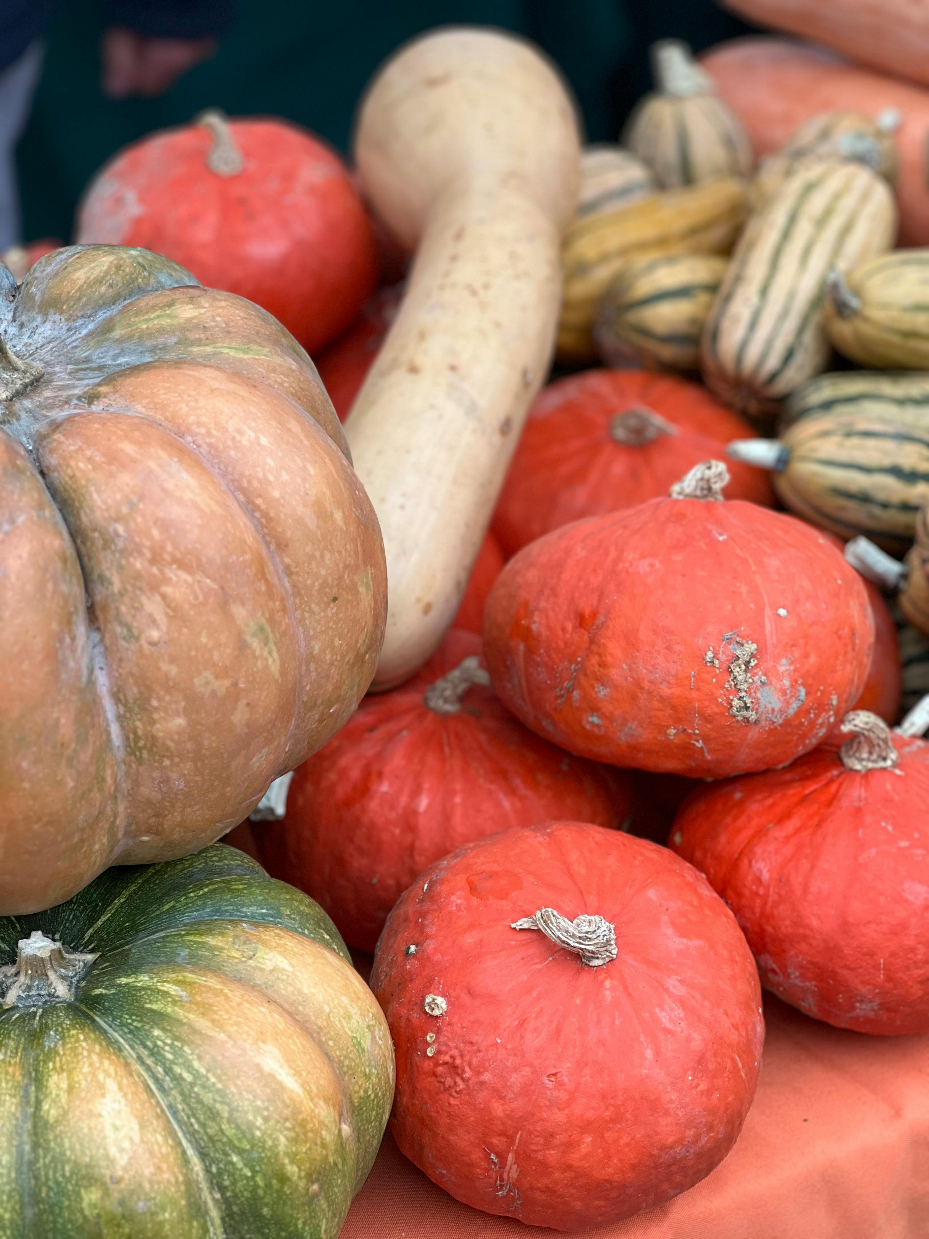 Colorful Autumn Squash and Pumpkins Display · Free Stock Photo