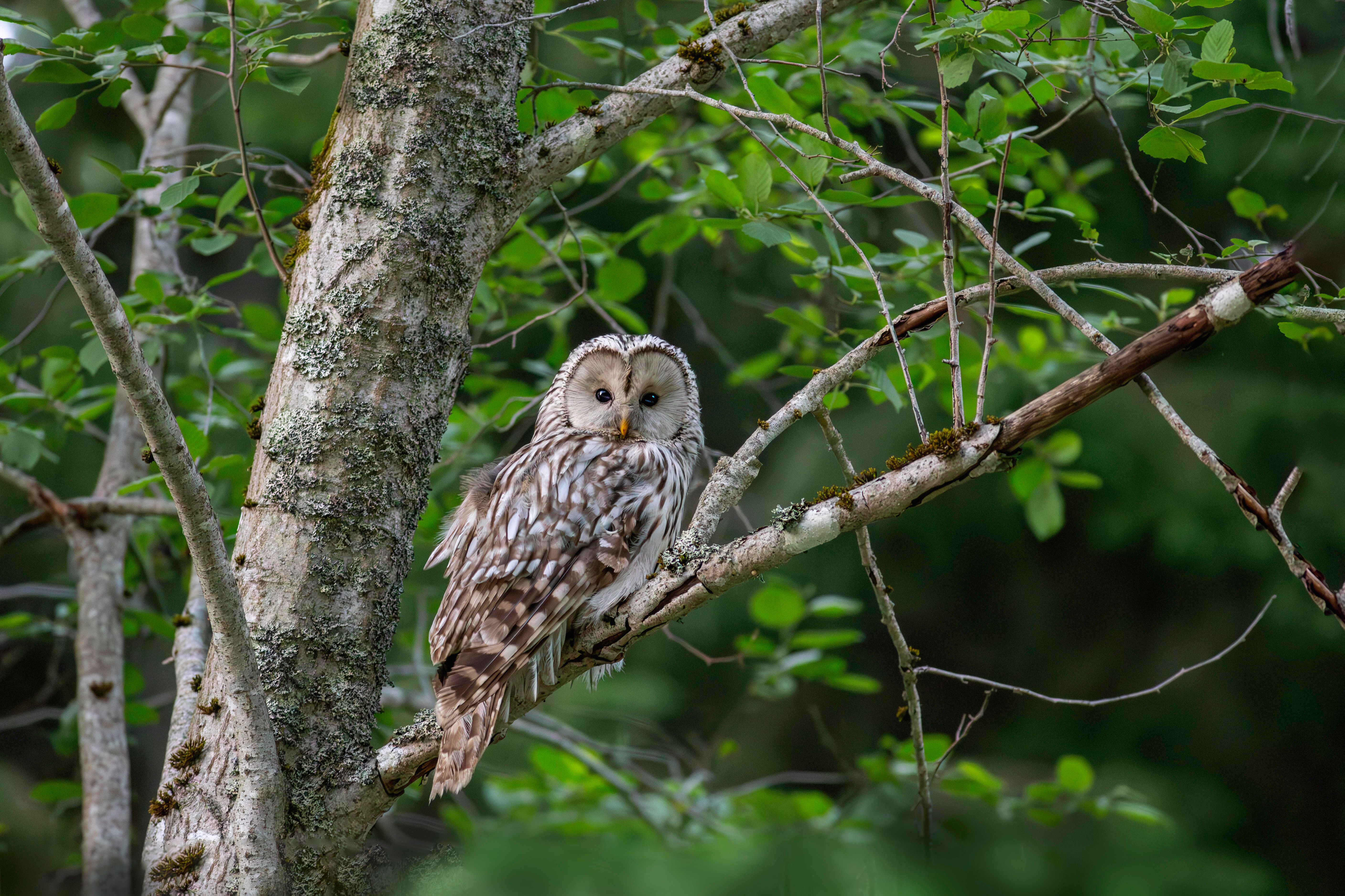 Majestic Ural Owl Perched in Forested Habitat · Free Stock Photo