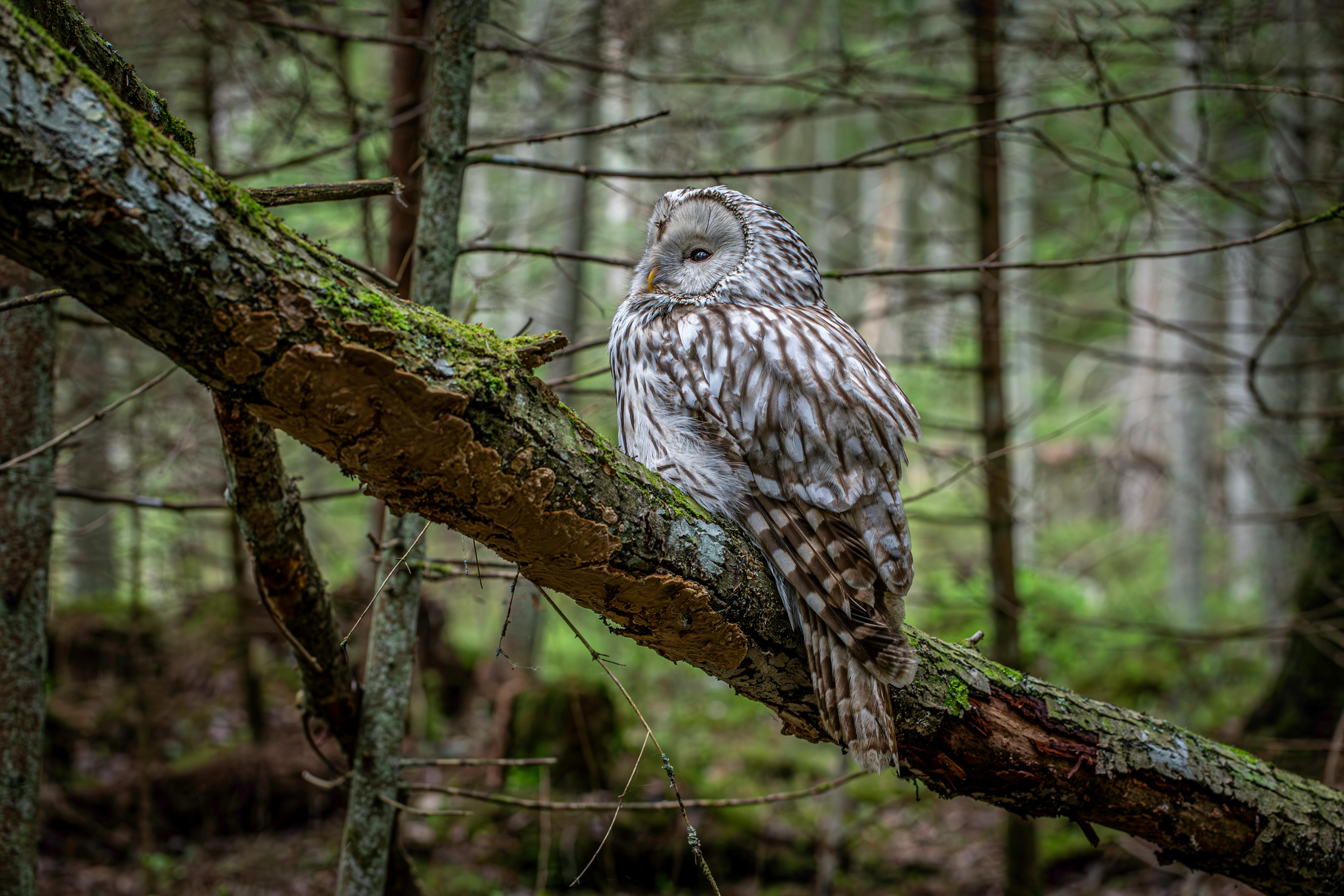 Owl In Forest Photos, Download The BEST Free Owl In Forest Stock Photos ...