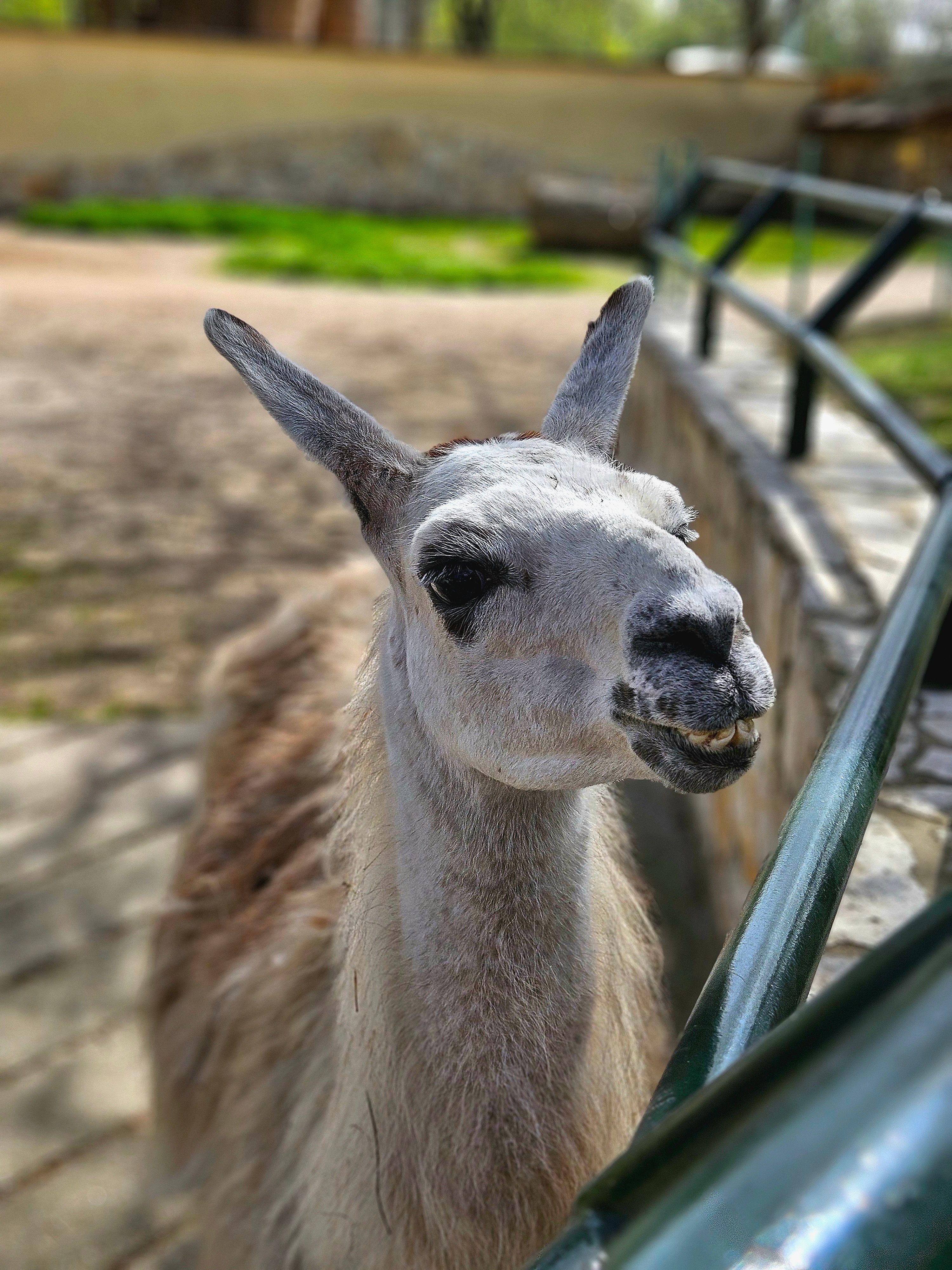 Close-up of a Curious Llama at the Zoo · Free Stock Photo