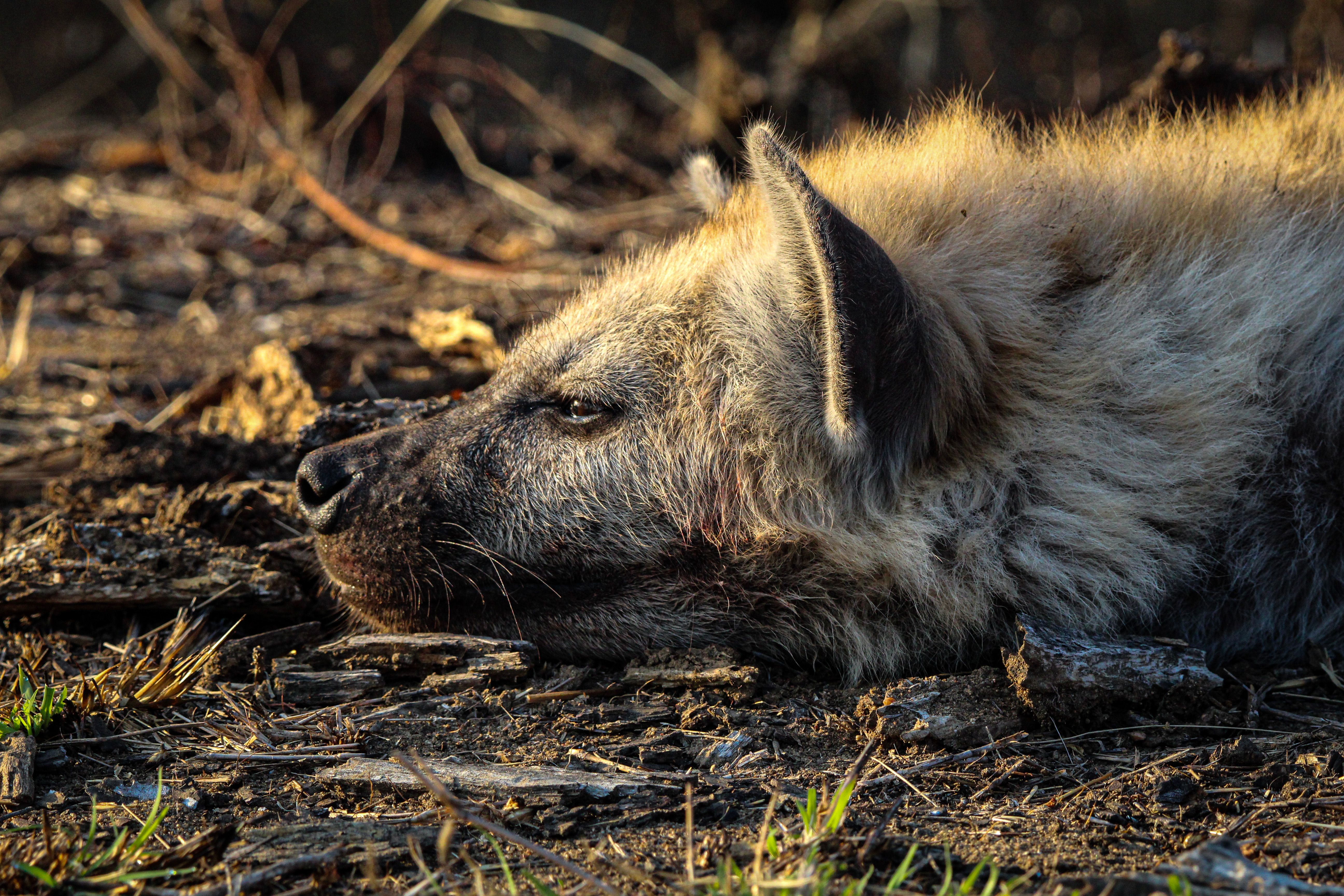 Close-up of a Resting Brown Hyena in South Africa · Free Stock Photo