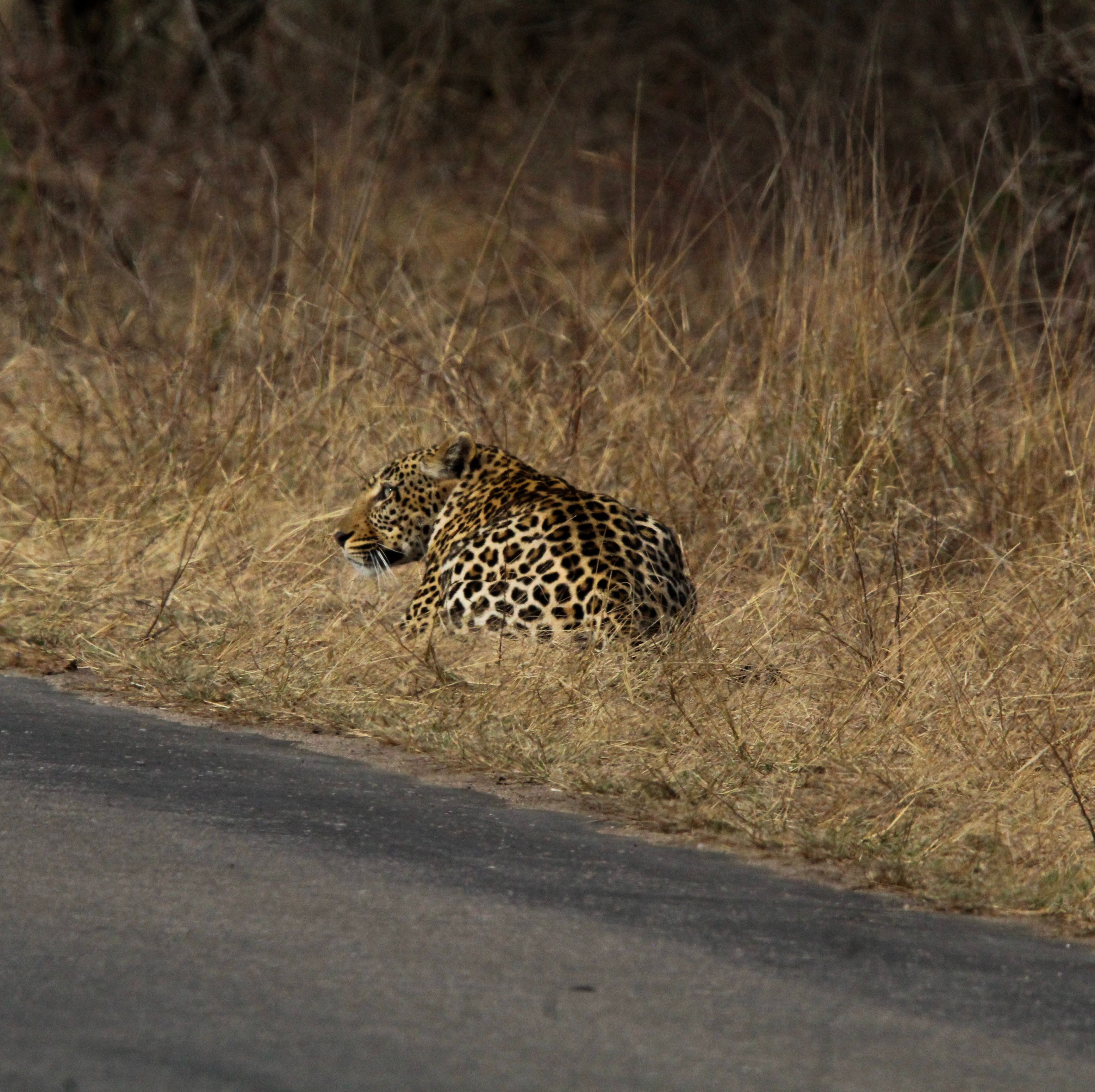 Leopard Resting by Road in South African Reserve · Free Stock Photo
